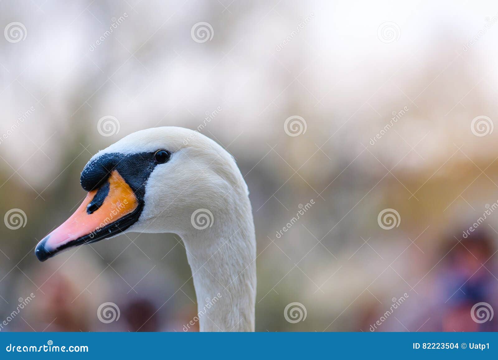 Swan close up stock photo. Image of elegance, wildlife - 82223504
