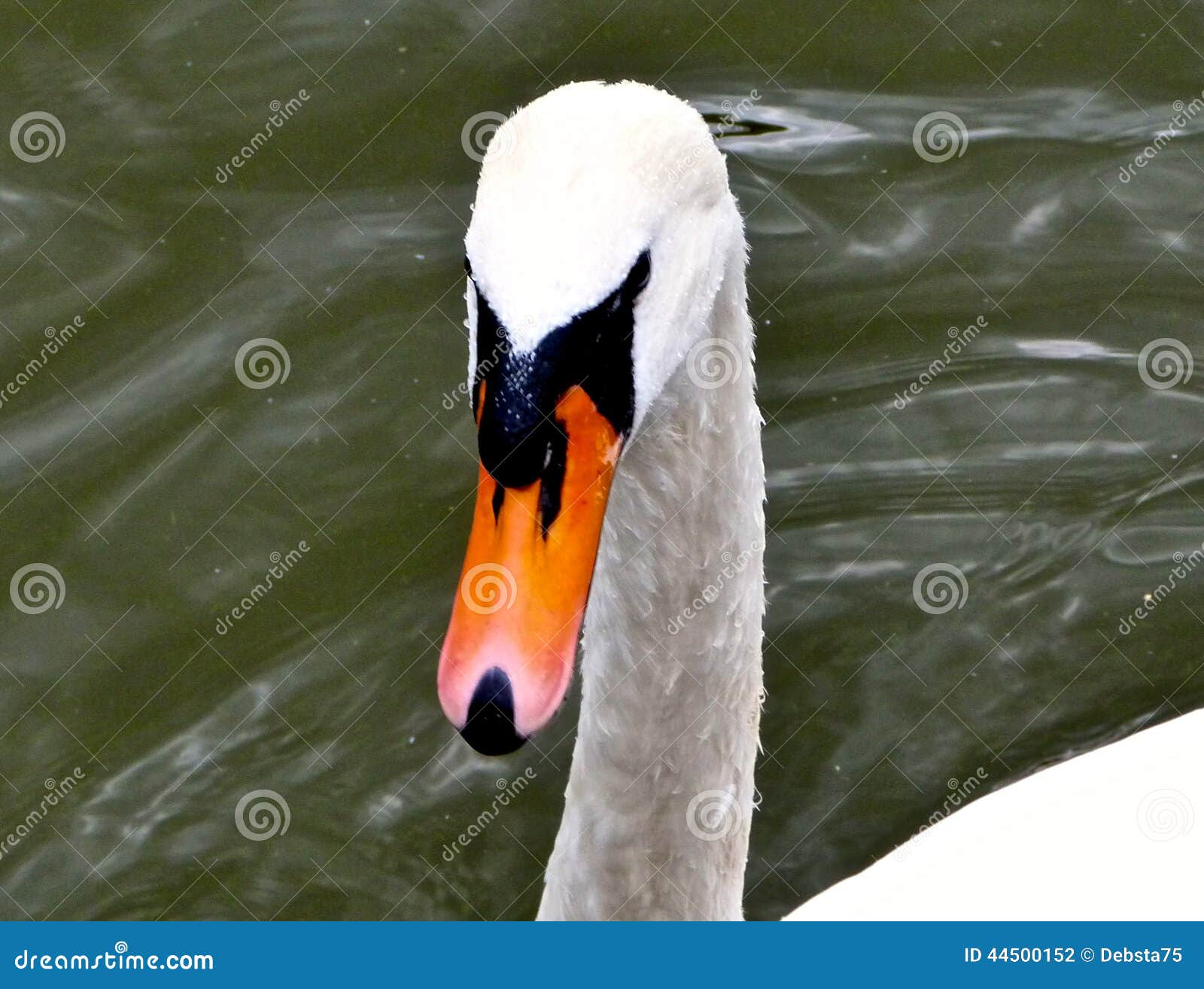 Swan stock photo. Image of close, face, swans, beak, swan - 44500152