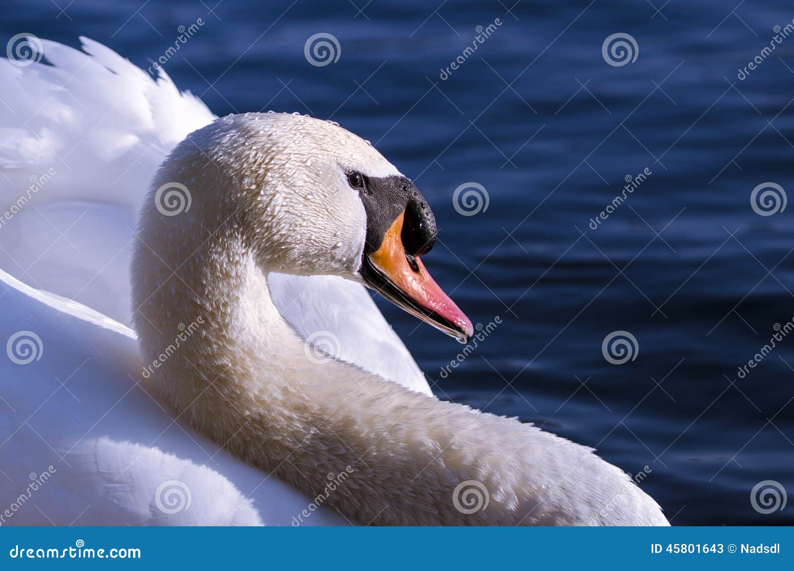 Swan stock image. Image of wallpaper, swan, grace, water - 45801643