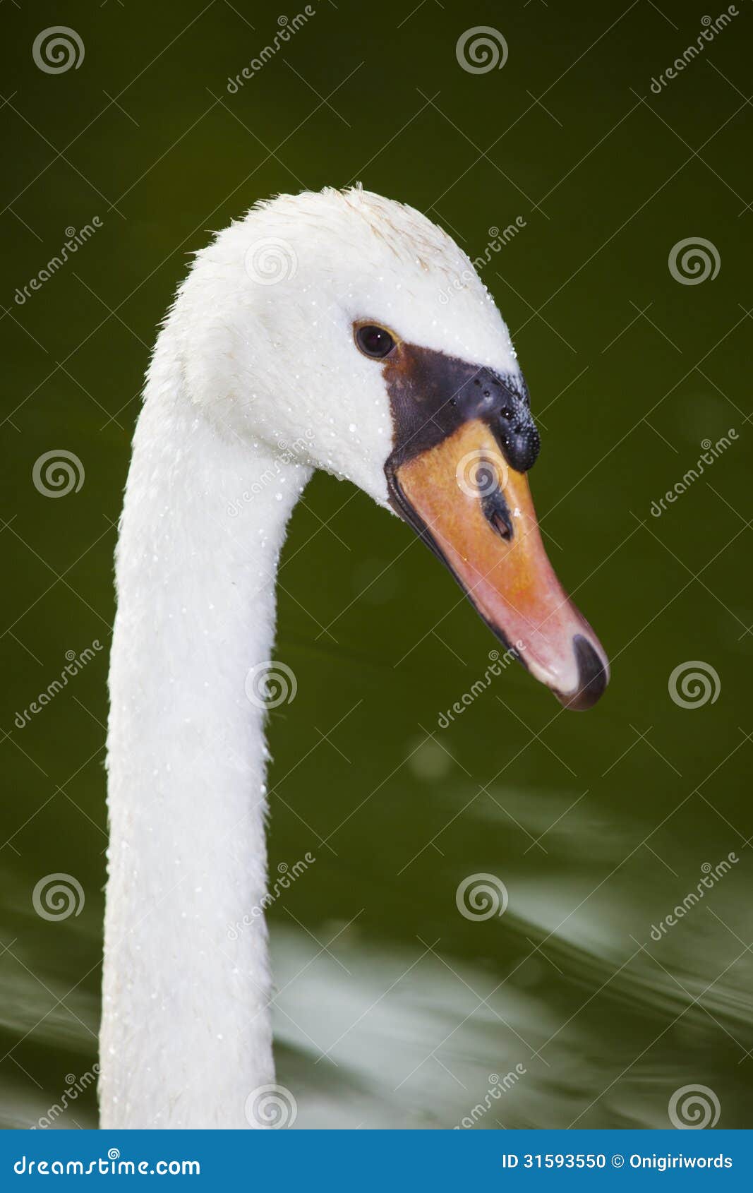Swan stock photo. Image of closeup, nature, water, cygnus - 31593550