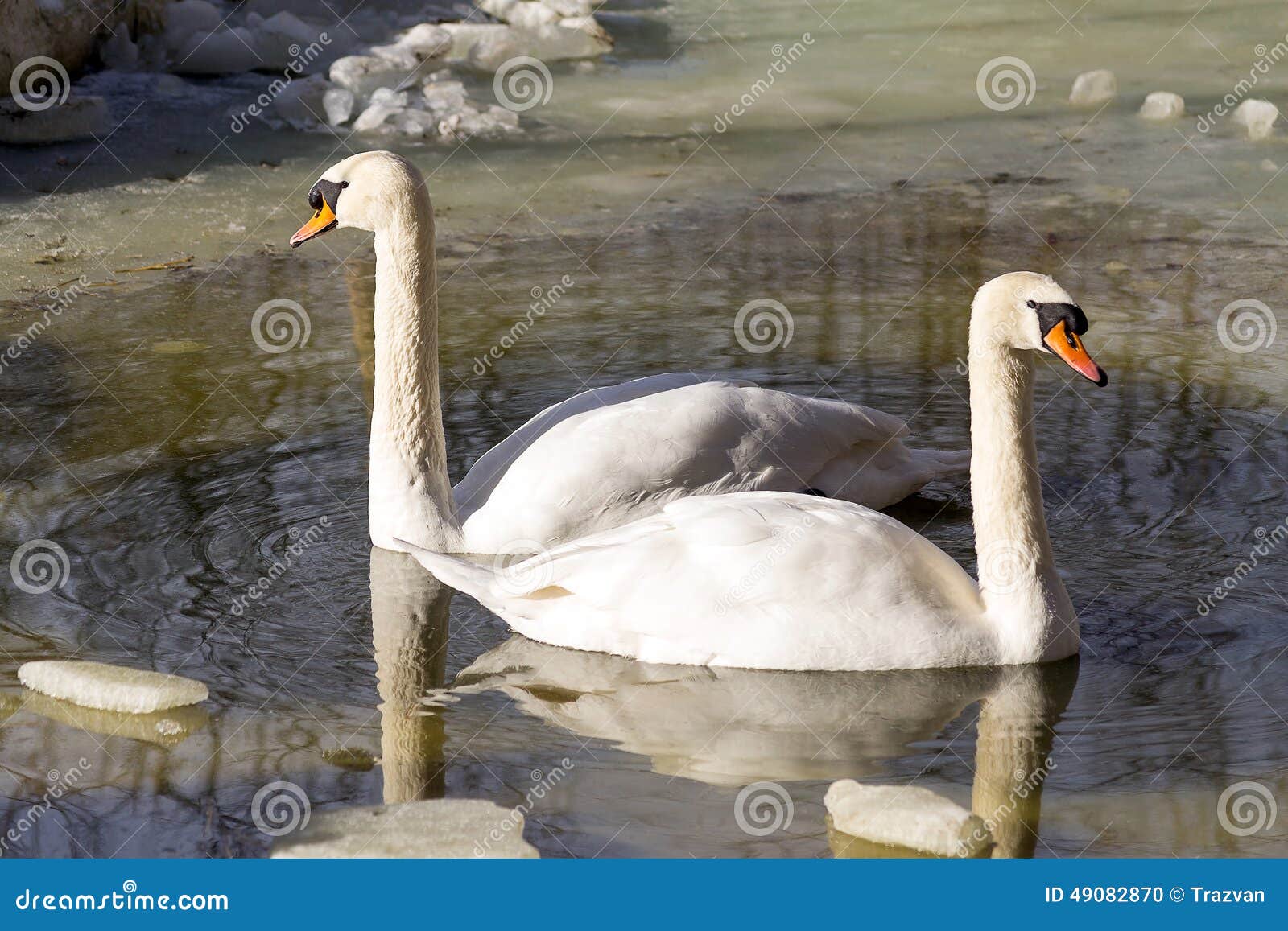 Swan couple stock photo. Image of swans, water, touching - 49082870