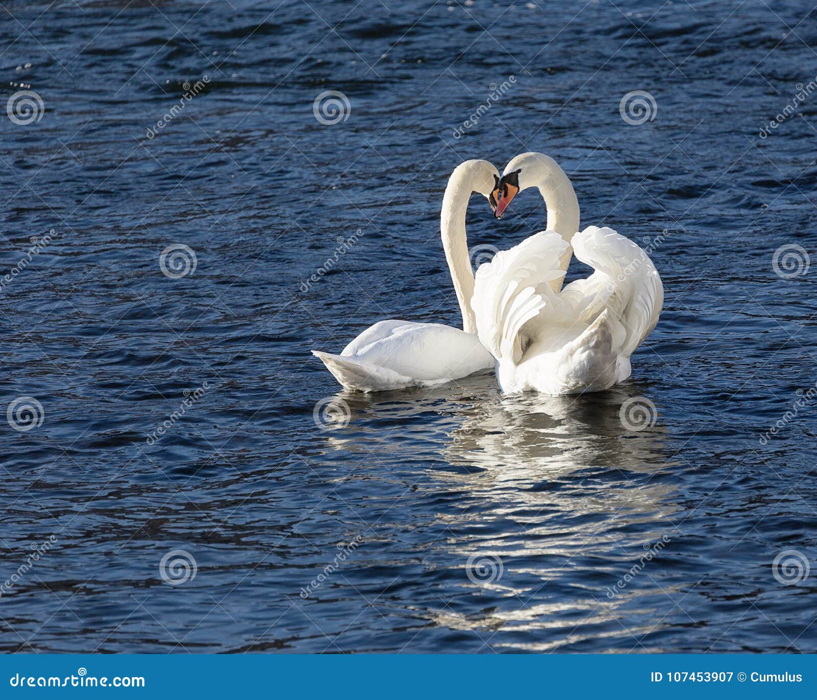 Swan couple mating. stock image. Image of wild, love - 107453907