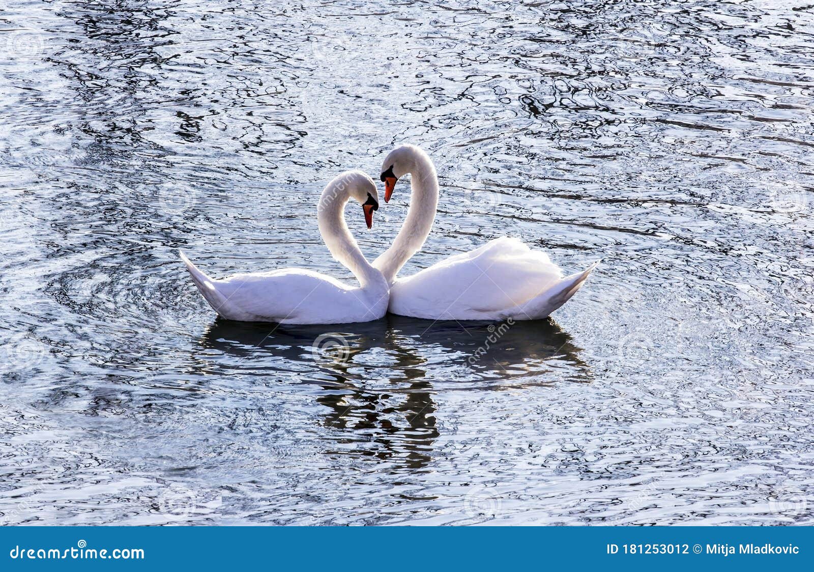 Swan couple in the river stock photo. Image of heart - 181253012