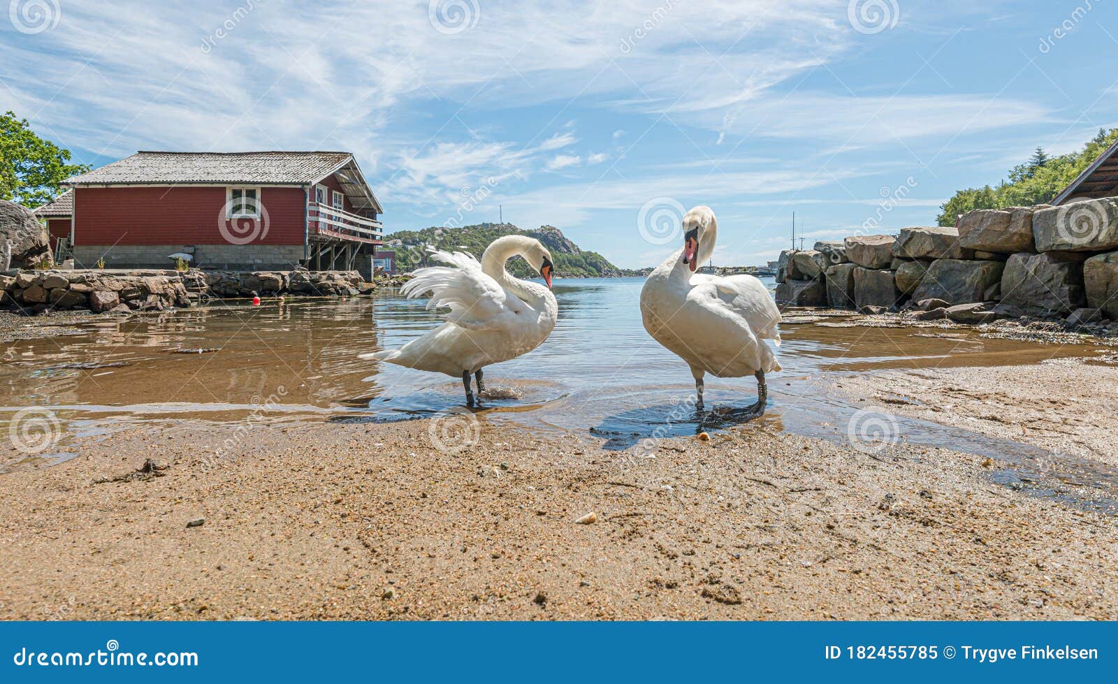Swan Couple on a Tiny Sunny Beach Stock Image - Image of animal, bill ...