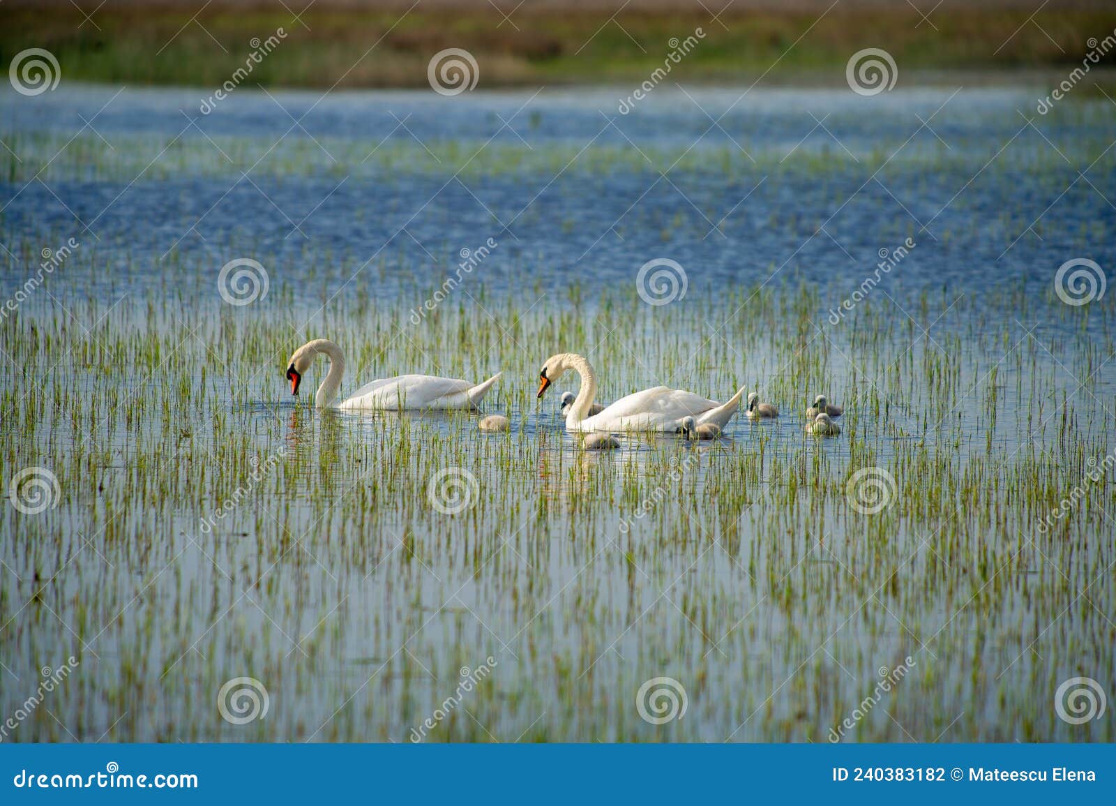 Swan with Cubs Swims in the Danube Delta Stock Photo - Image of swan ...