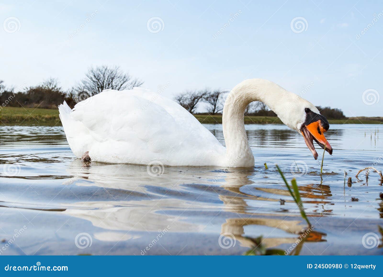 Swan with Curved Neck stock photo. Image of aquatic, mute - 24500980