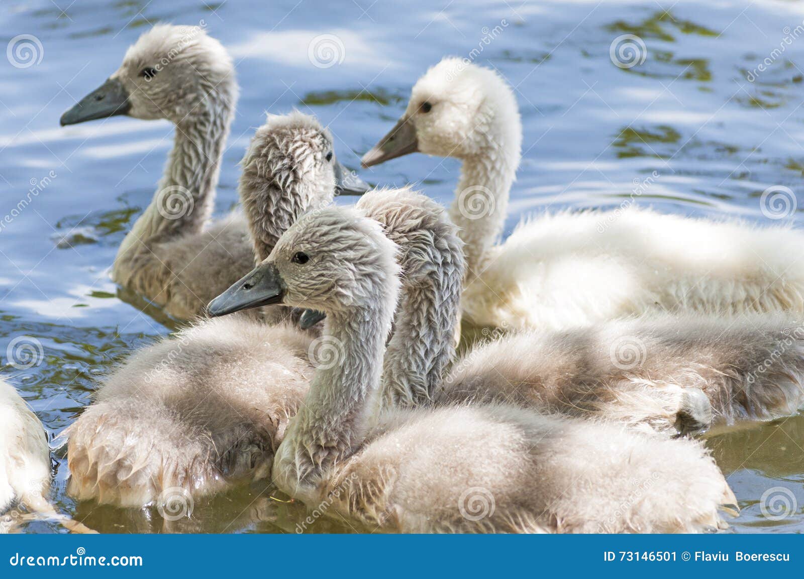 Swan cygnet stock image. Image of pond, swim, nature - 73146501
