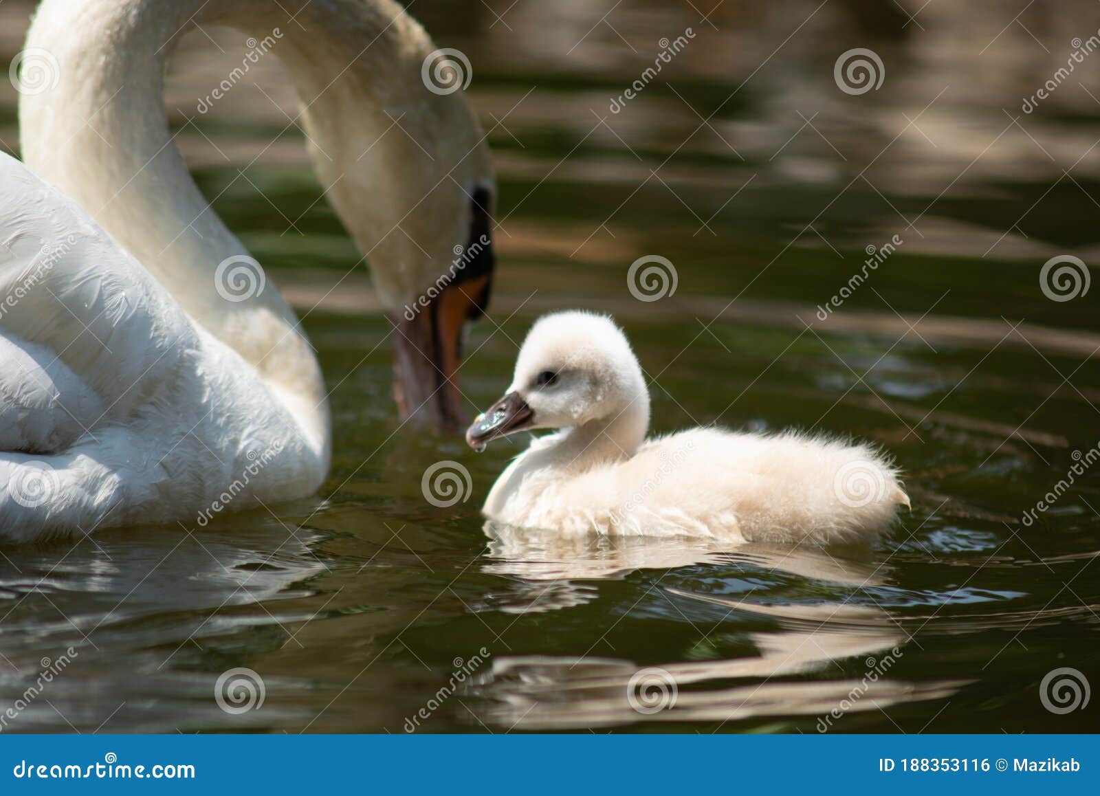 Swan and cygnet stock photo. Image of pastel, couple - 188353116