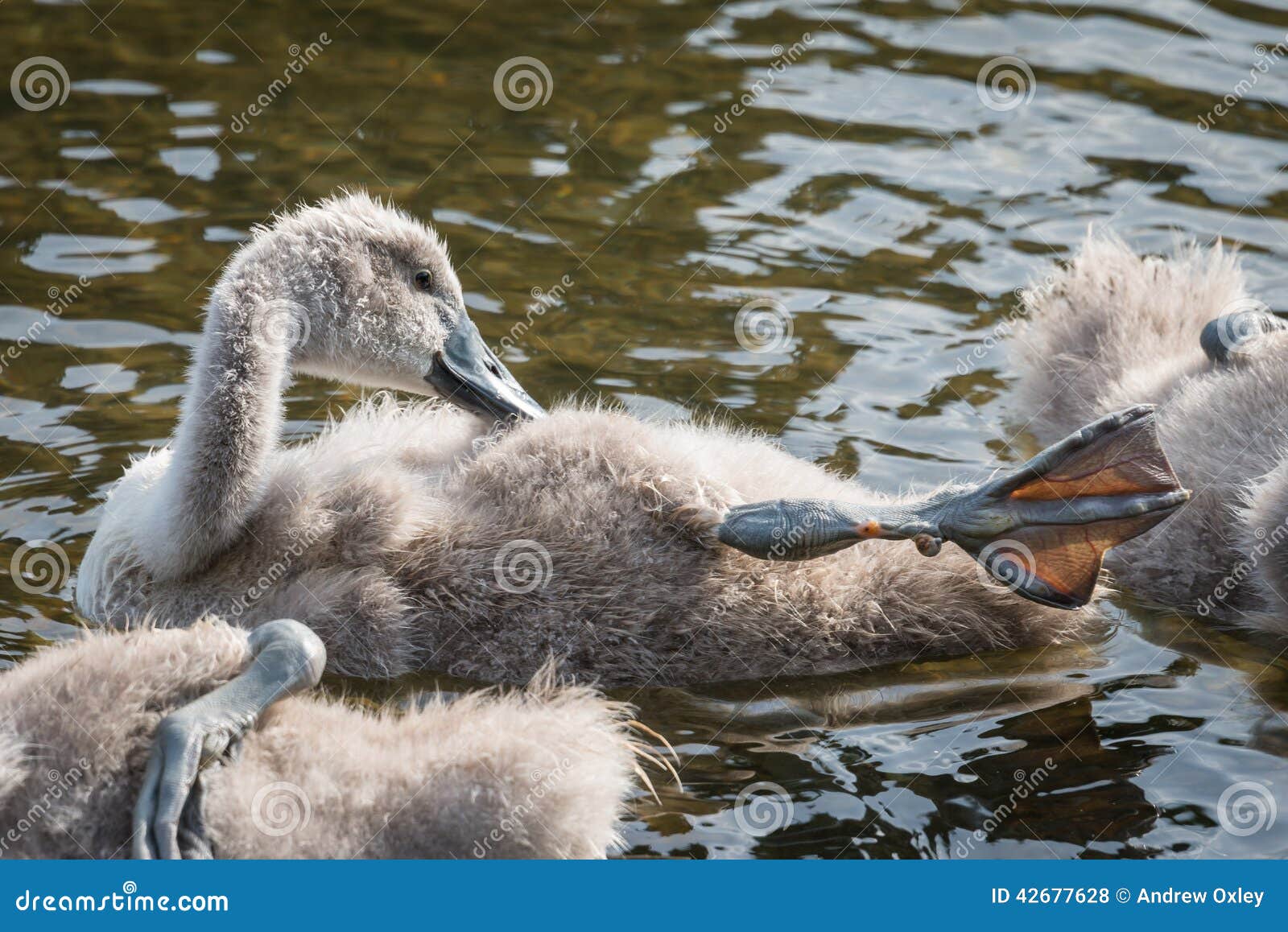 Swan cygnet stock photo. Image of cygnet, cute, plumage - 42677628