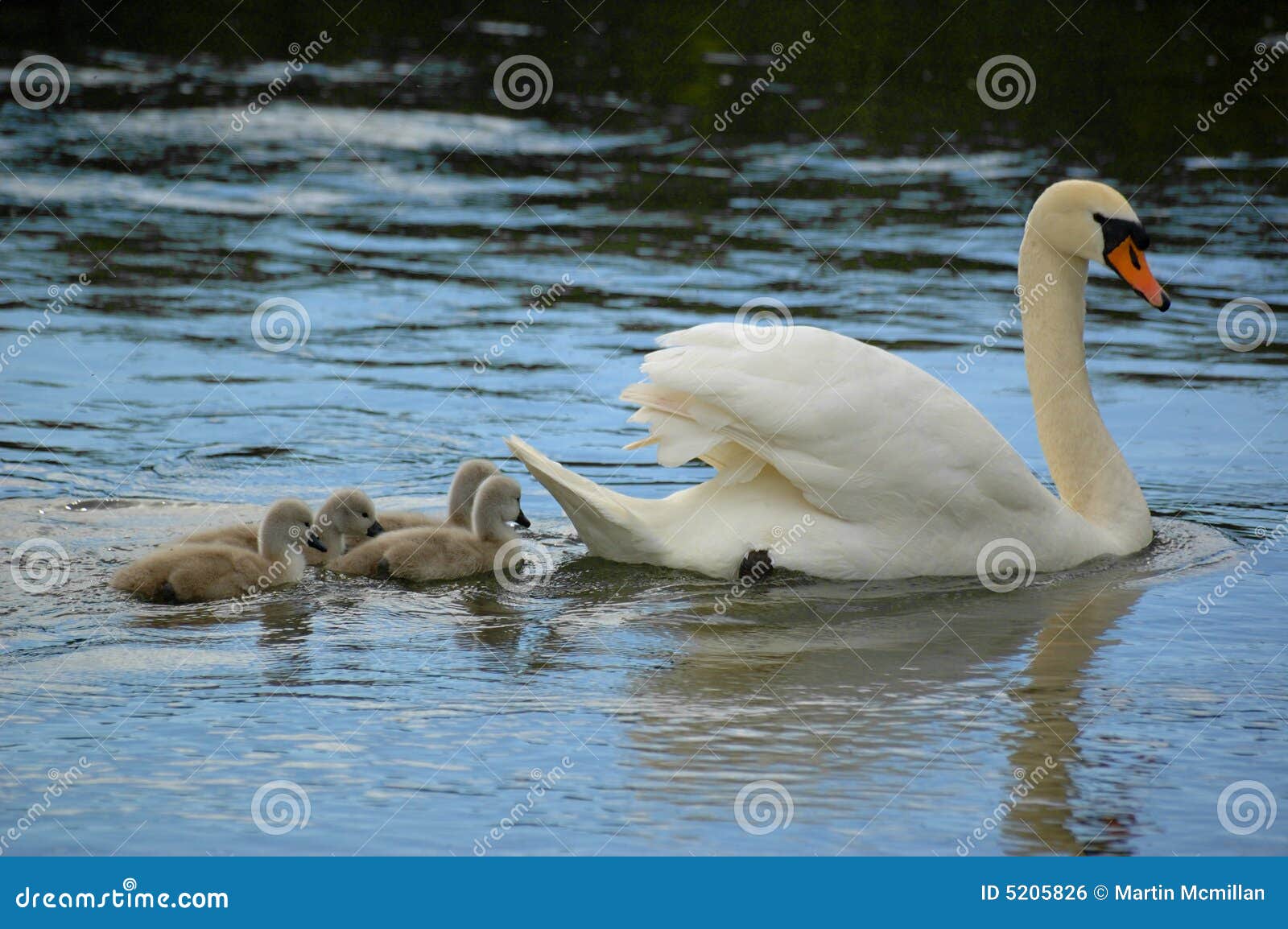 Swan and cygnets stock photo. Image of swim, river, swimming - 5205826
