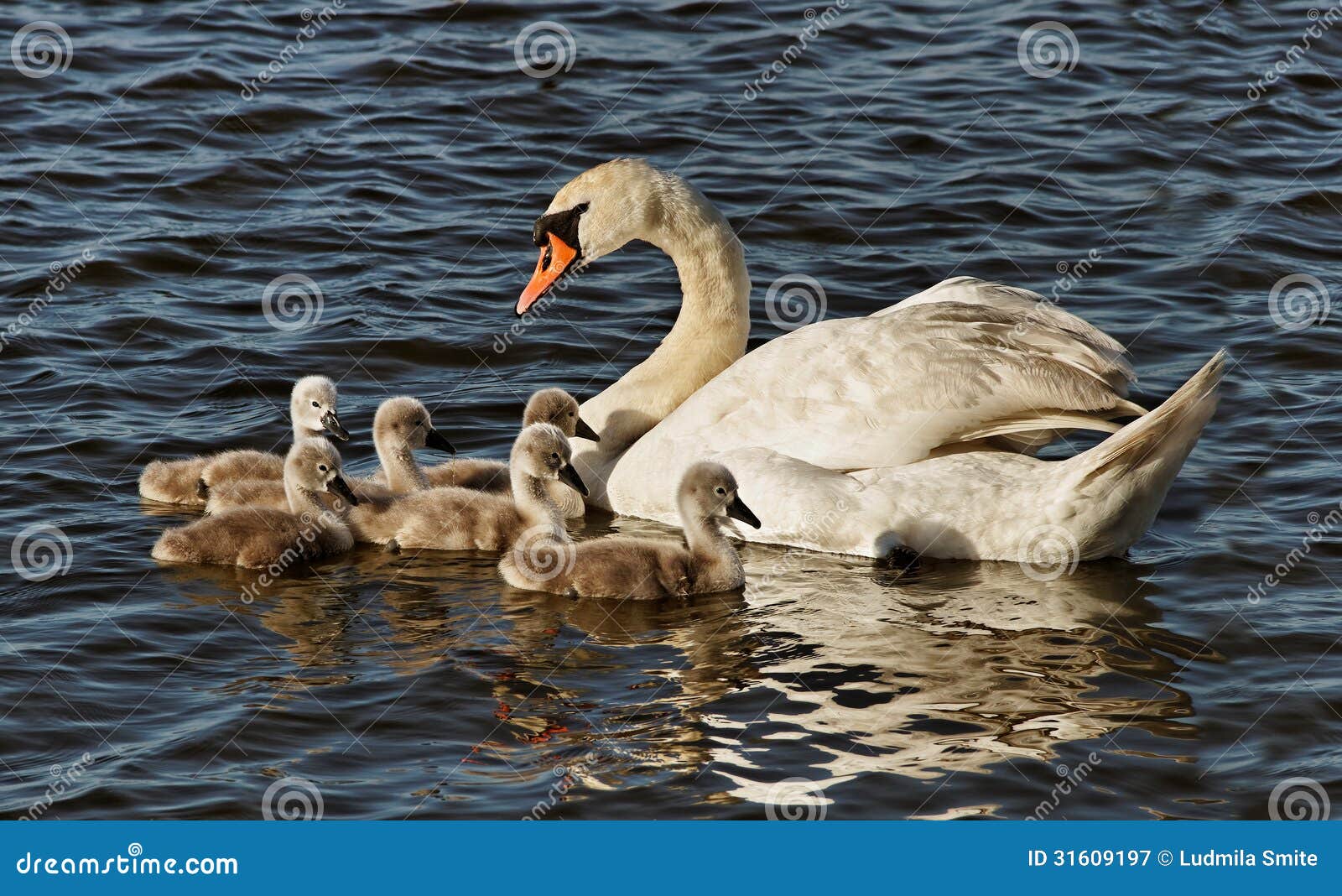 Swan with cygnets. stock image. Image of chick, pond - 31609197