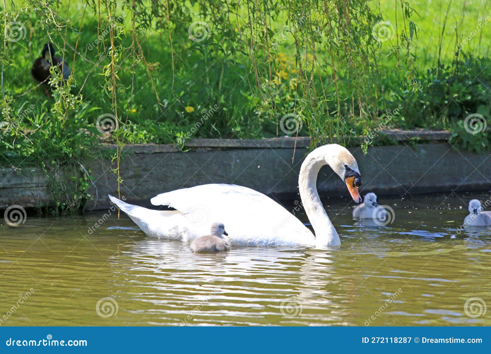 Swan and Cygnets on the Tiverton Canal Stock Image - Image of devon ...
