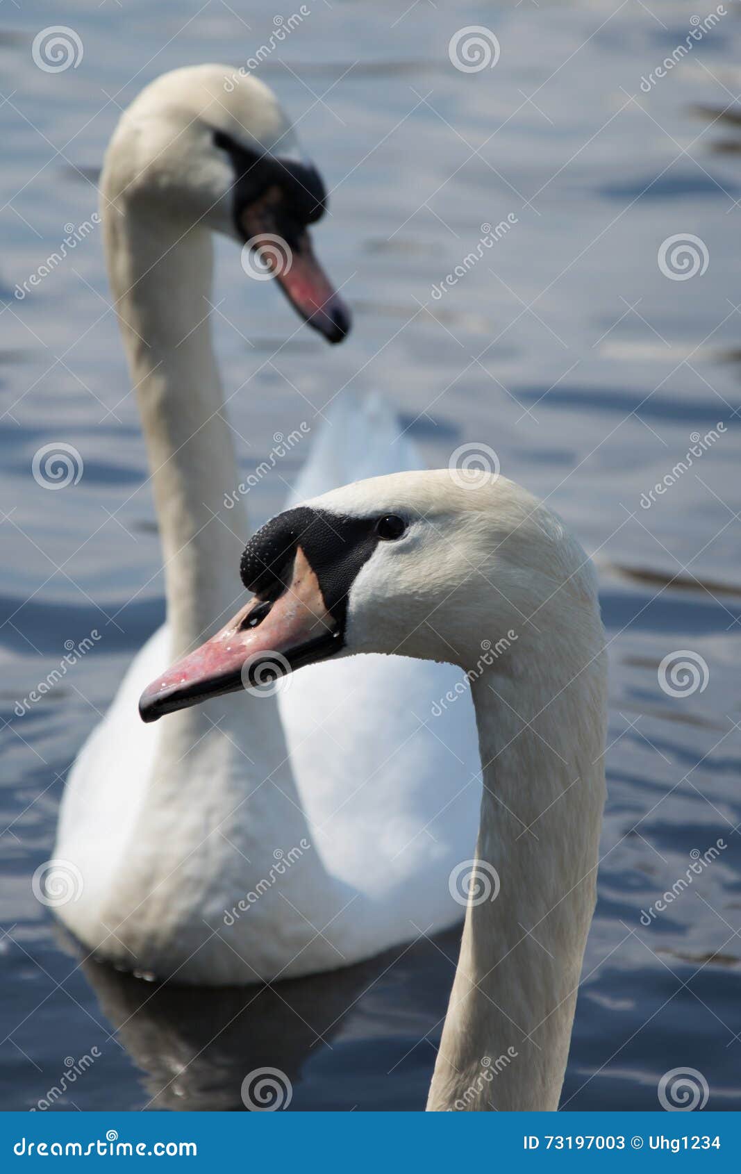 Swan (Cygnini) stock image. Image of portrait, natural - 73197003