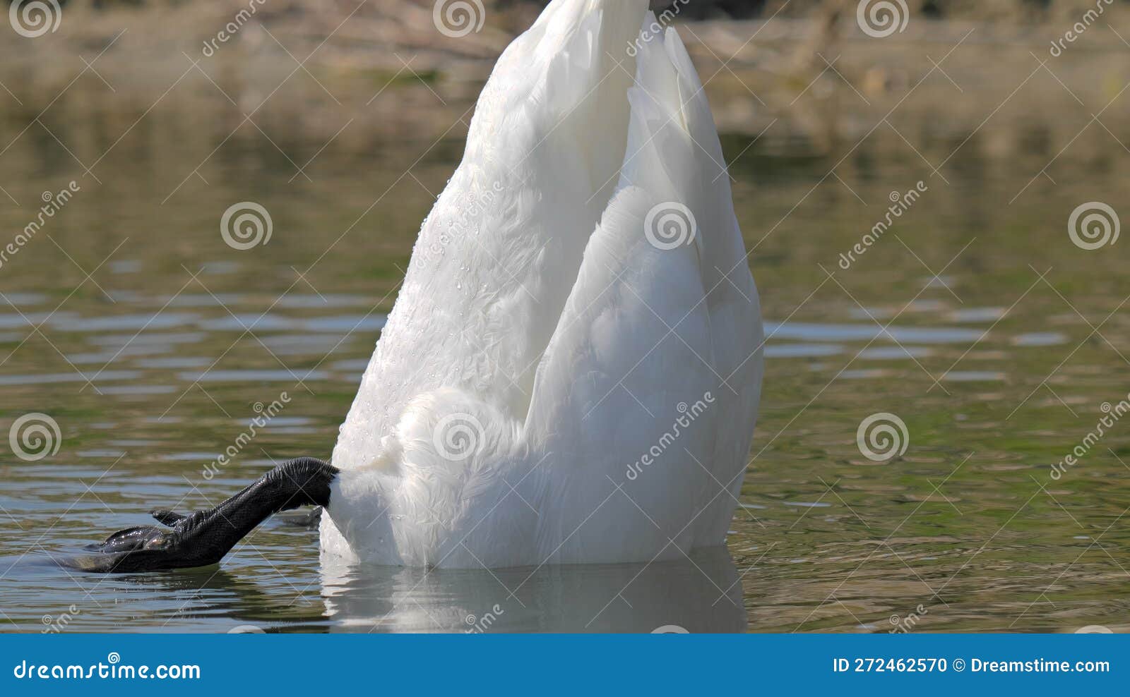 Swan Dabbling With Head Under Water In Black And White Royalty-Free ...