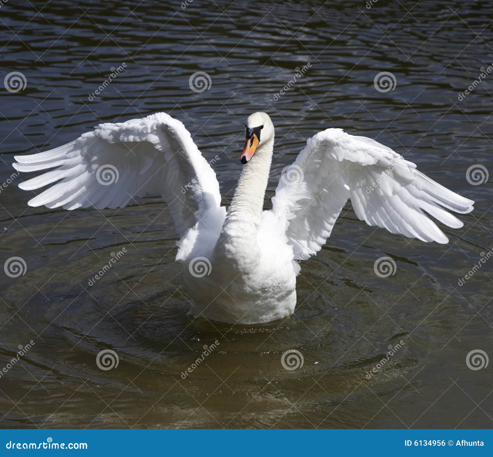 Swan Dance stock photo. Image of terrain, water, scene - 6134956