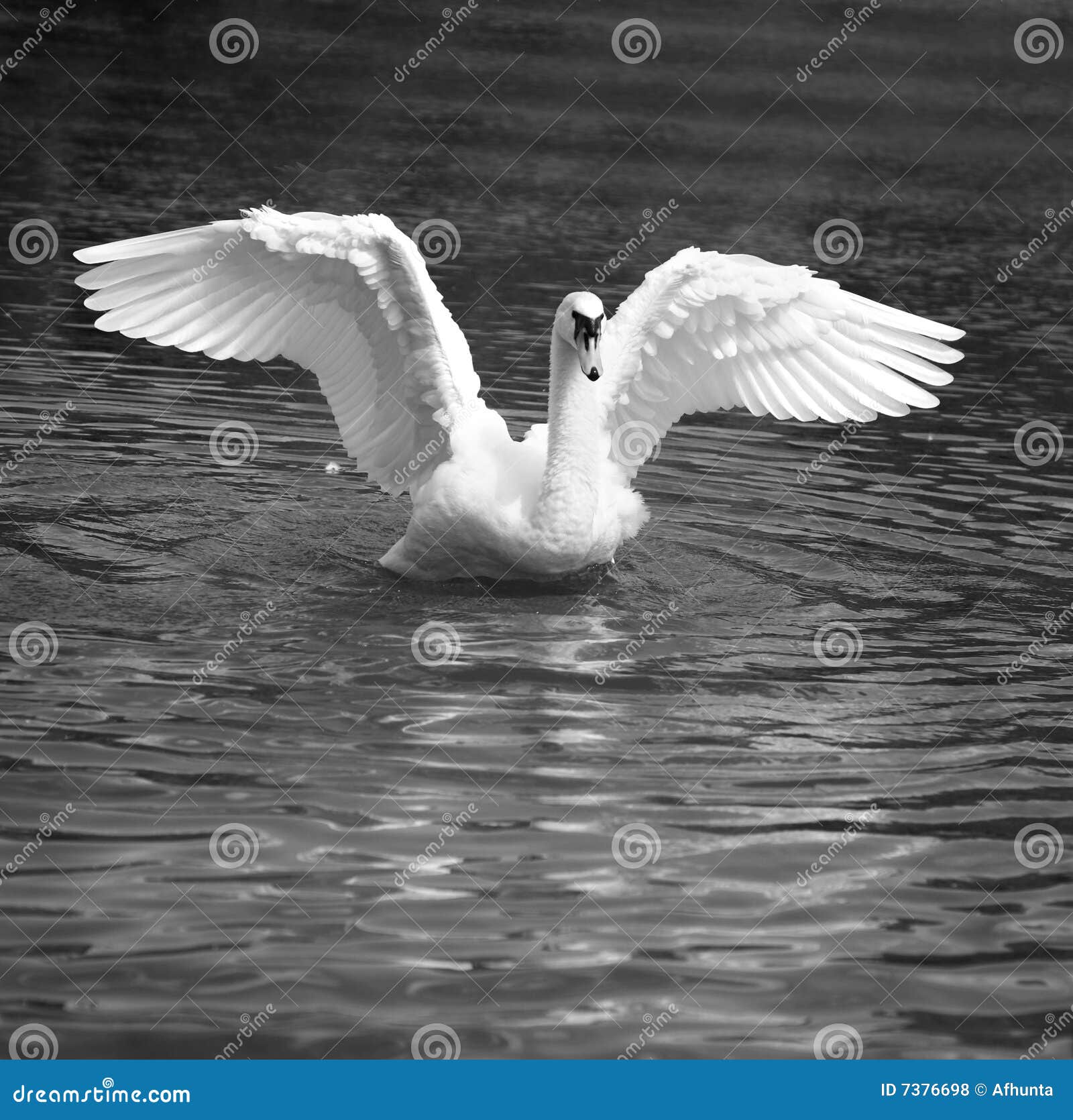 Swan Dance stock photo. Image of lake, wildlife, nature - 7376698