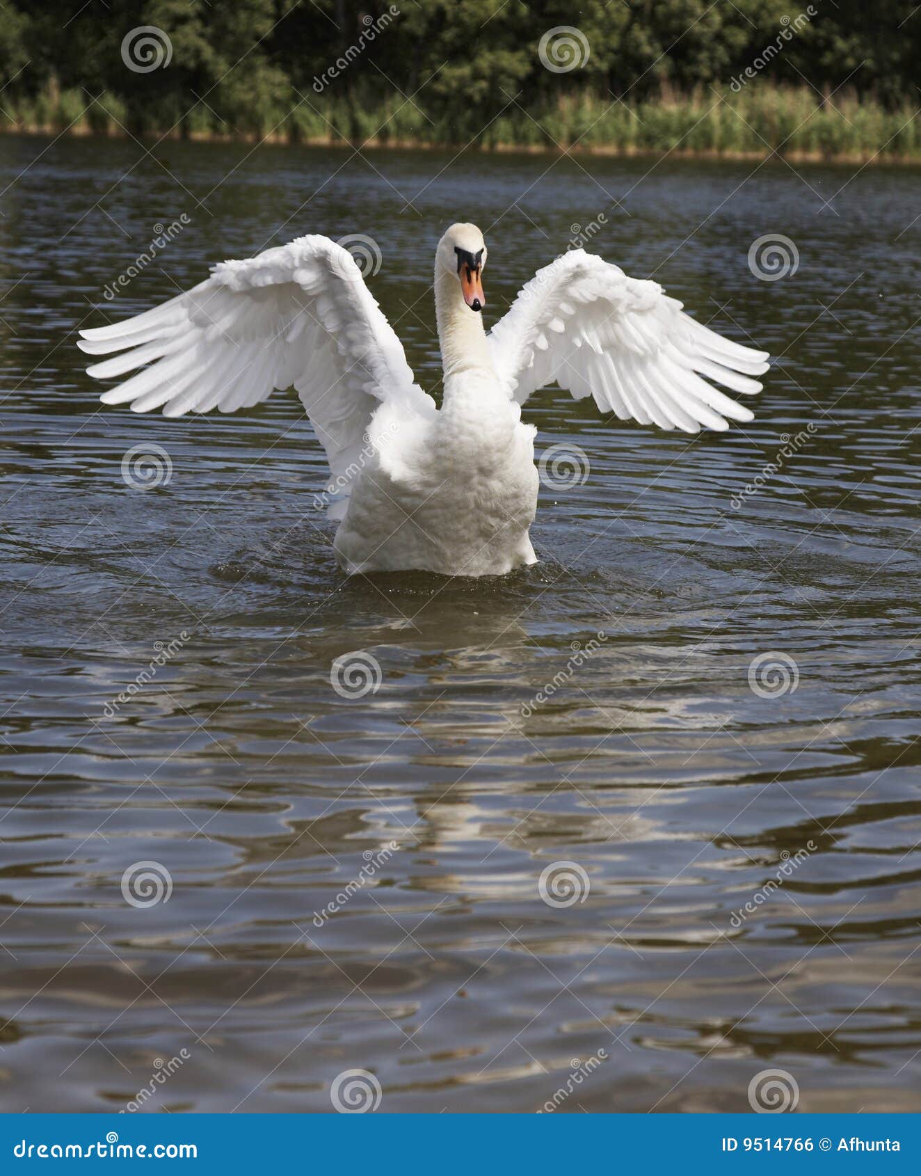 Swan Dance stock photo. Image of area, animals, beauty - 9514766