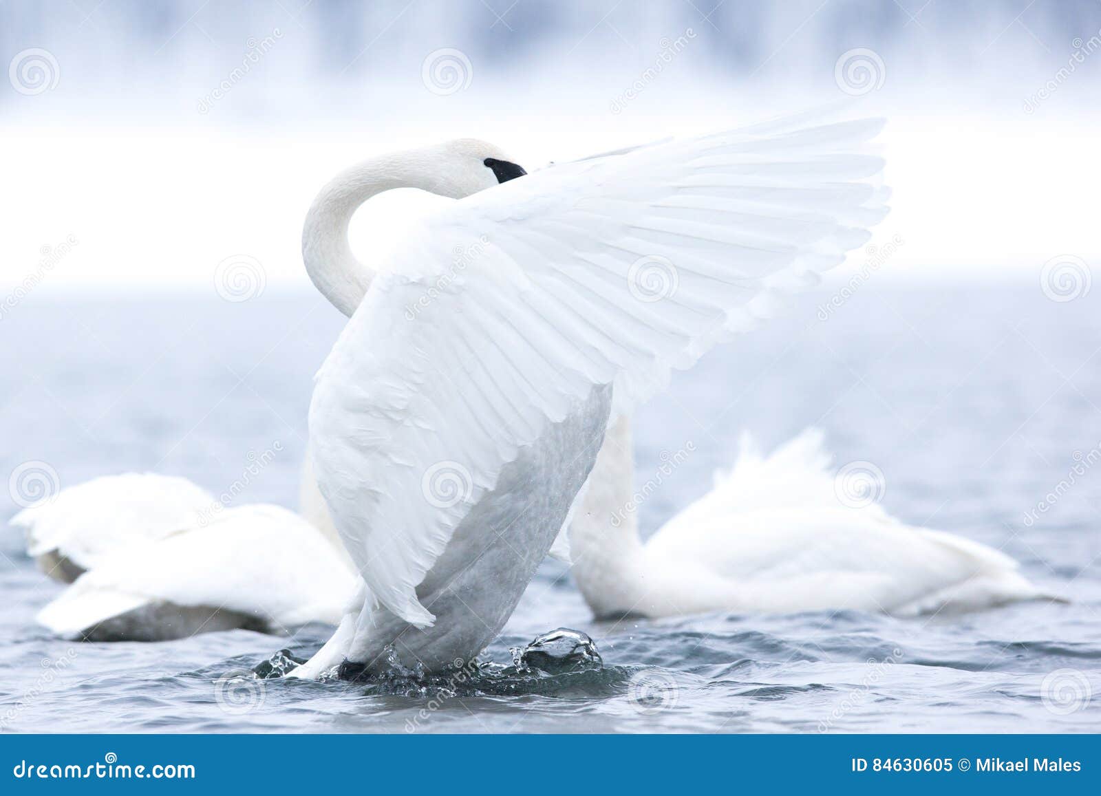 Swan dance stock image. Image of beautiful, animals, behaviors - 84630605