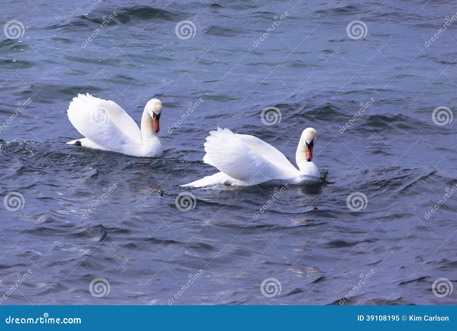 Swan dance stock image. Image of movement, pair, wild - 39108195