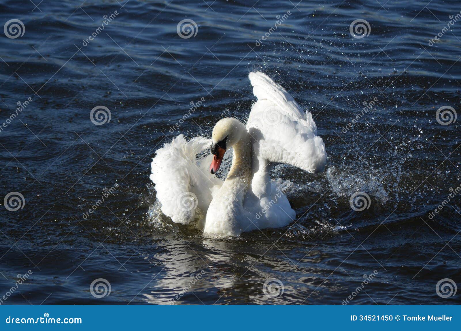 Swan Dancer stock photo. Image of elegant, splash, ballet - 34521450