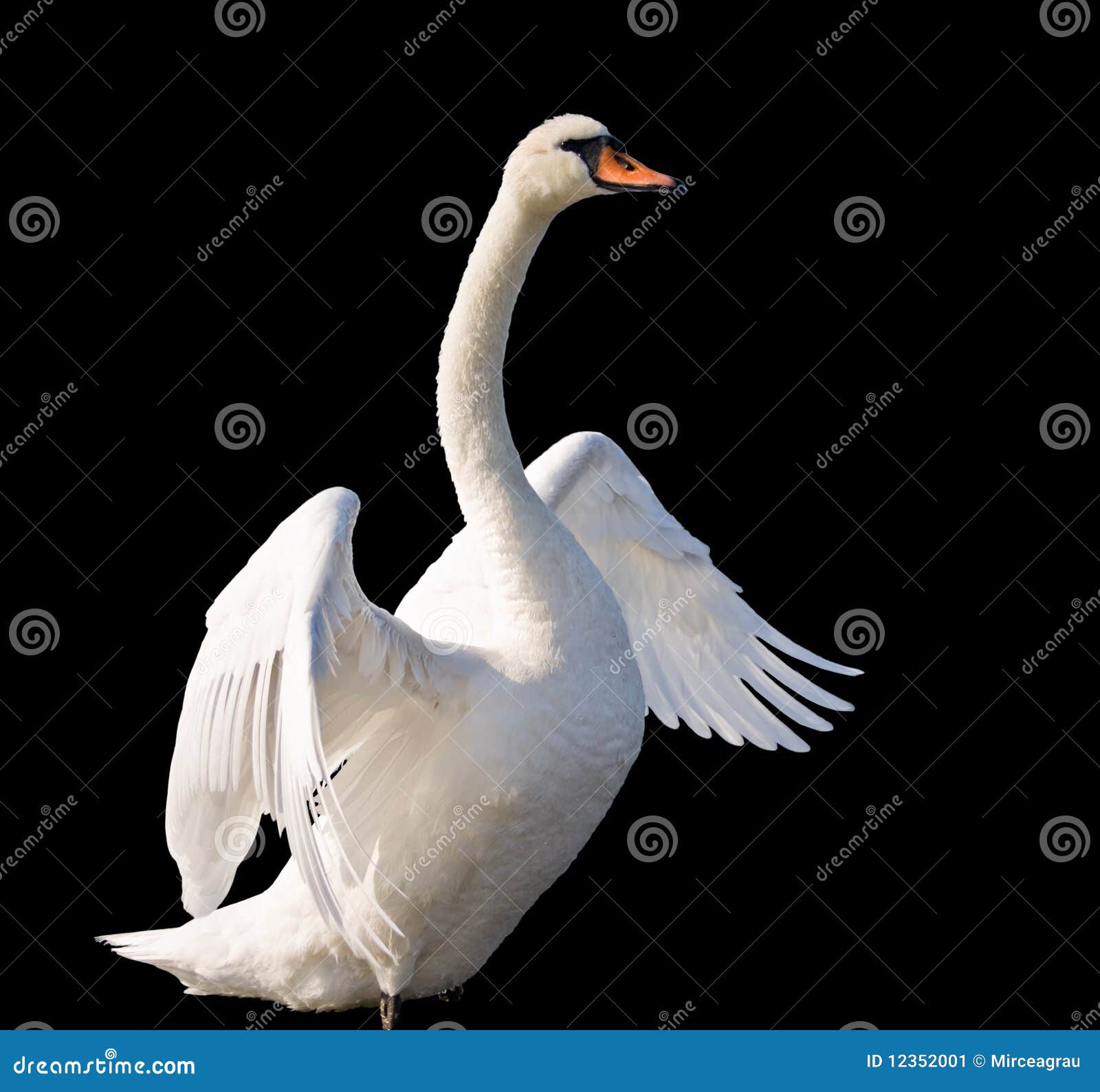Swan dancing stock image. Image of cropped, isolated - 12352001