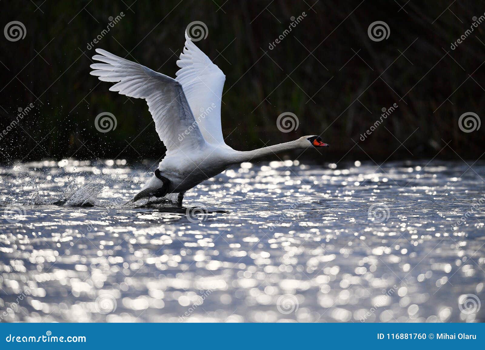 Swan in Danube Delta stock photo. Image of back, view - 116881760
