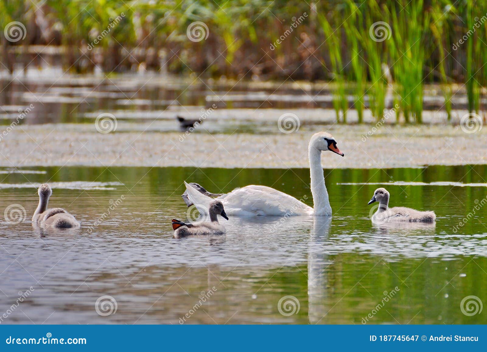 Swan in Danube Delta stock image. Image of wild, romania - 187745647