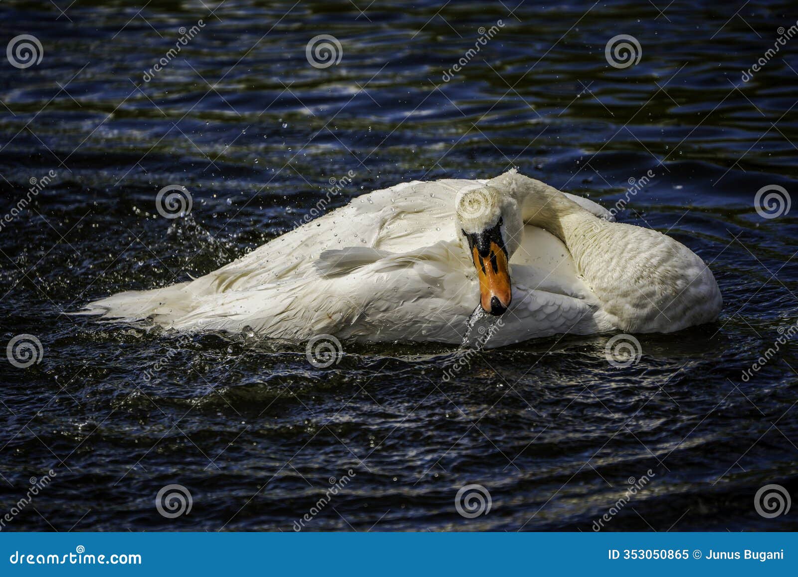 A Swan Dashing Its Beak Across the Lake Stock Image - Image of water ...