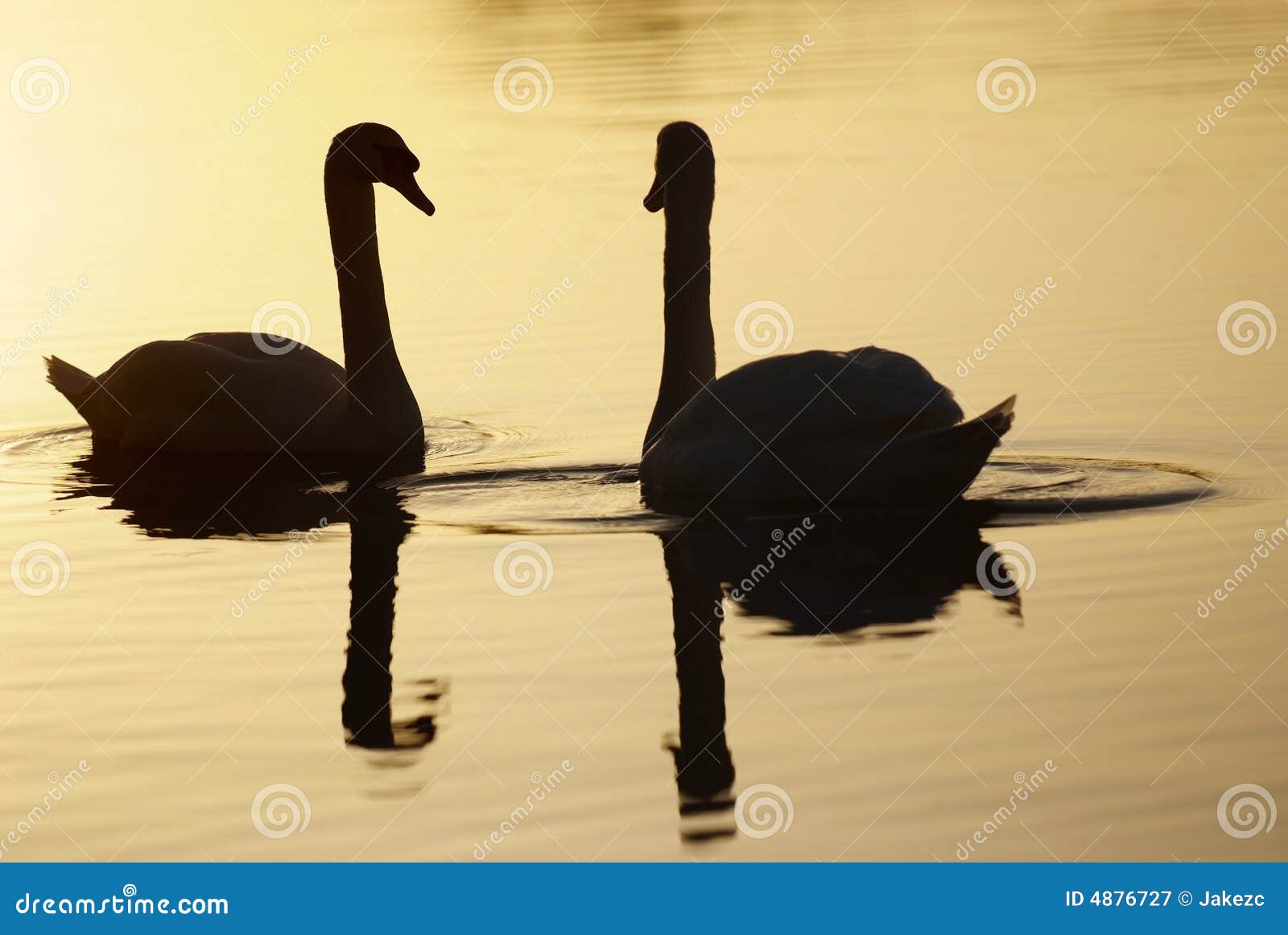 Swan at dawn stock image. Image of lake, romance, gold - 4876727