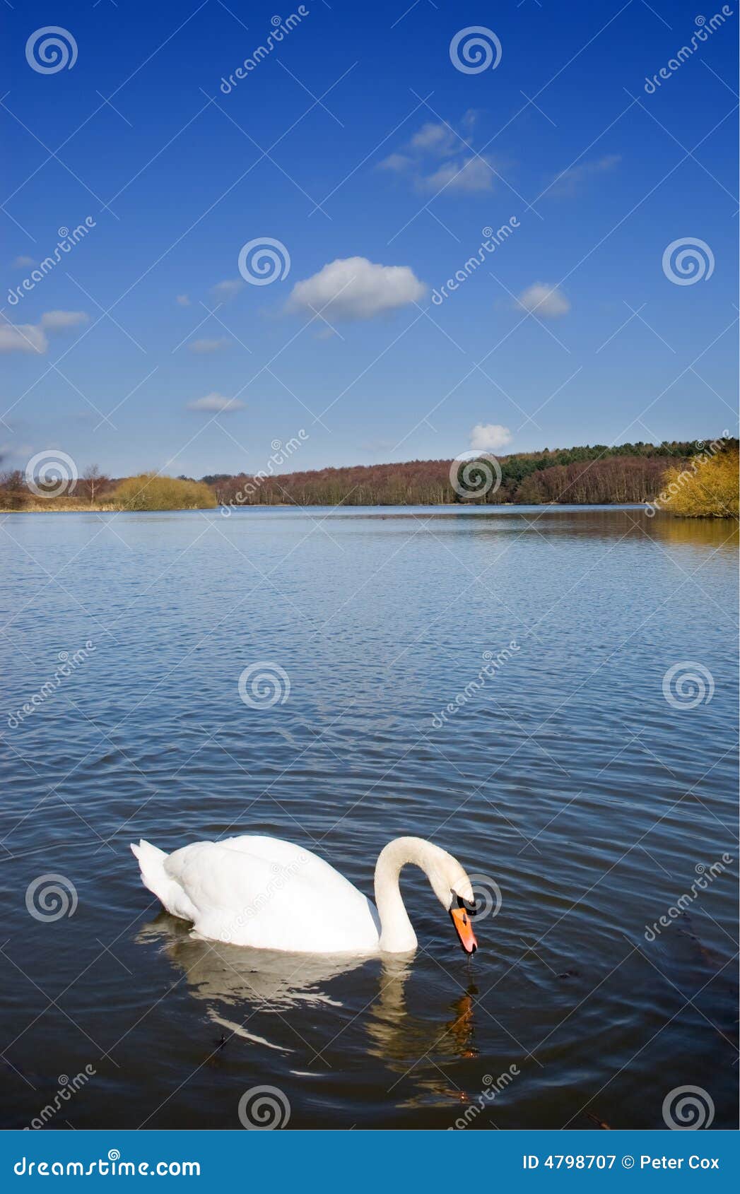 Swan on a Deep Blue Lake stock image. Image of beautiful - 4798707