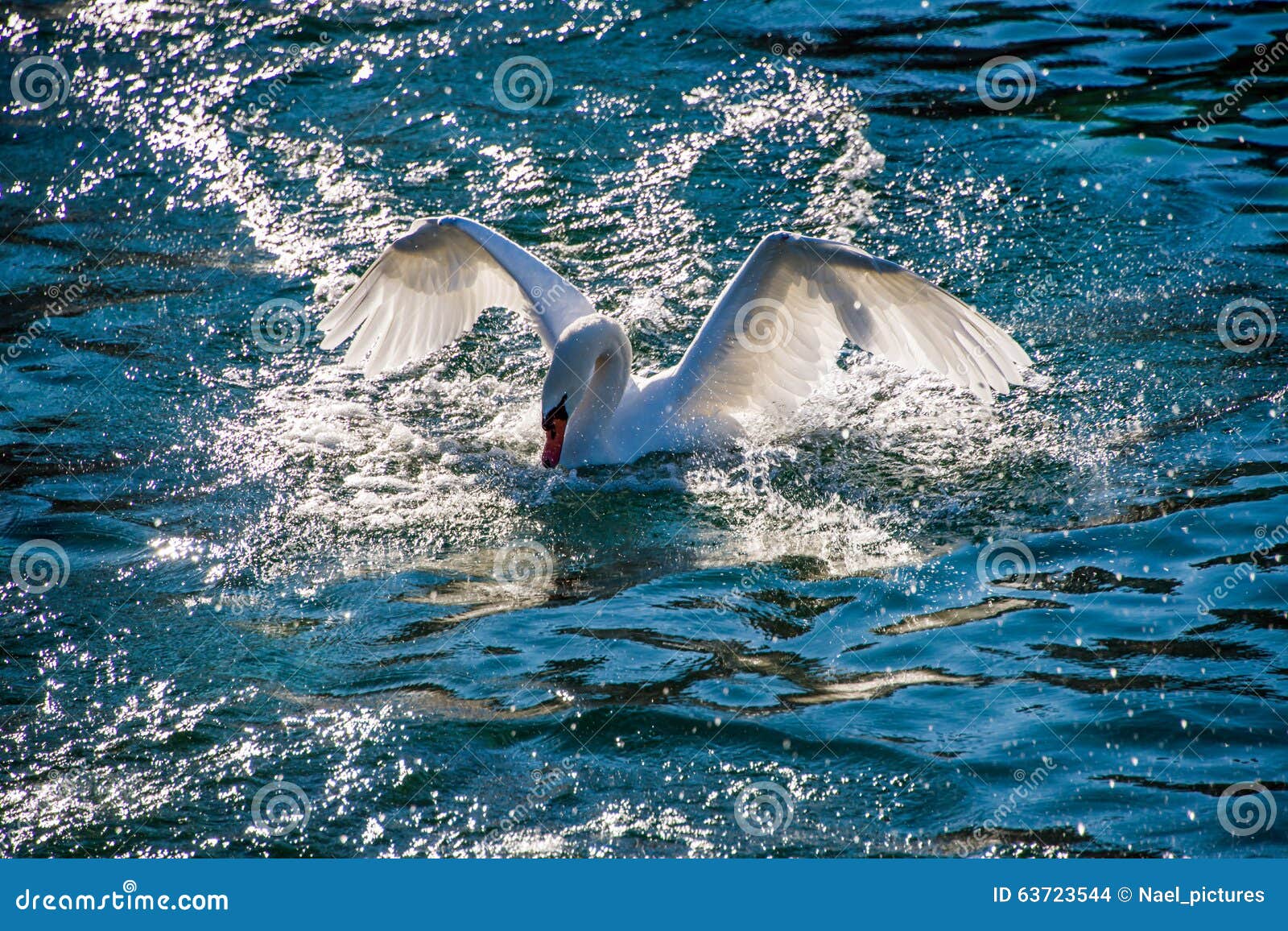The swan stock photo. Image of plumage, beak, feathers - 63723544