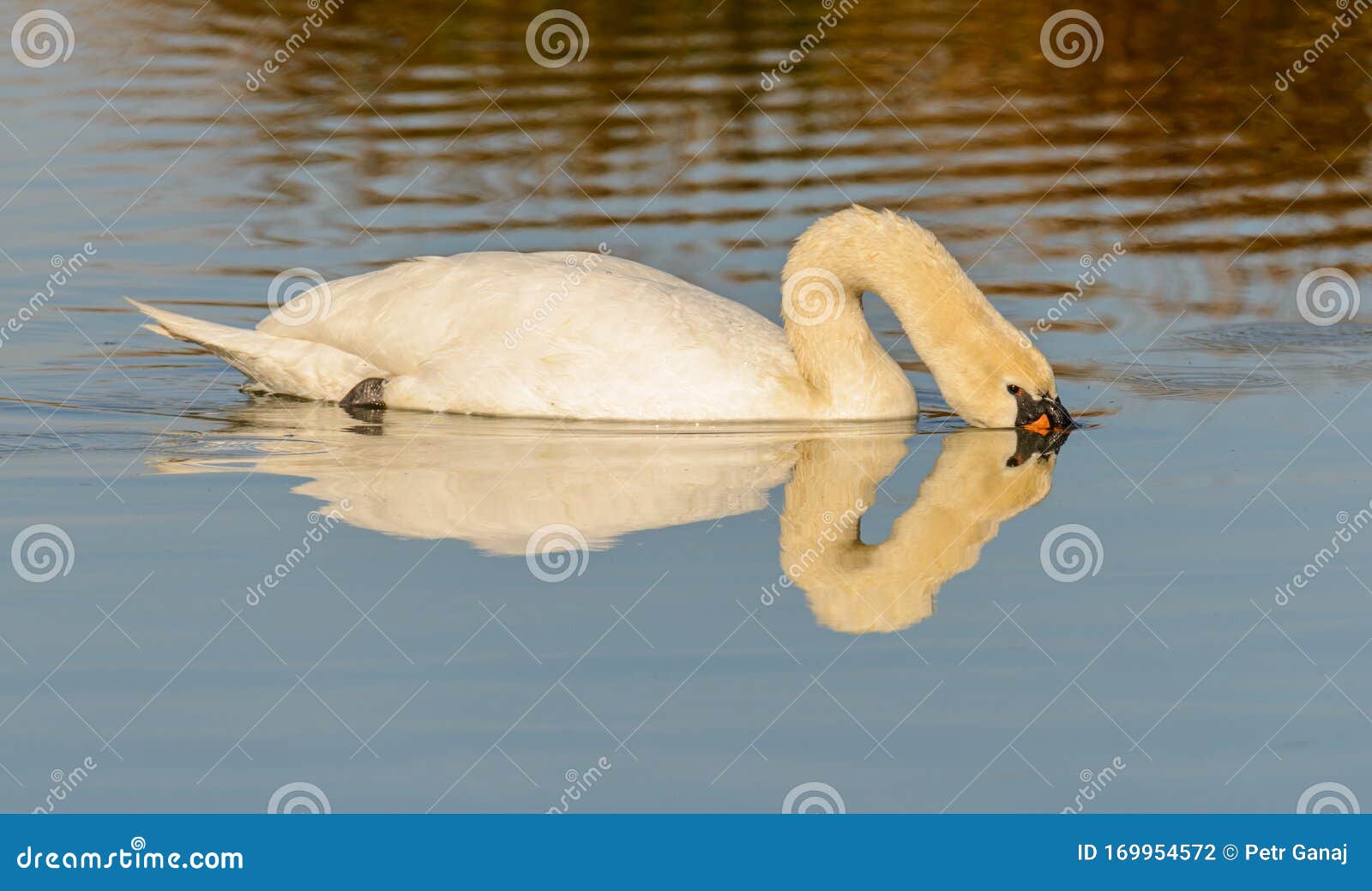 Swan Diving Head into Water Stock Photo - Image of birds, mute: 169954572