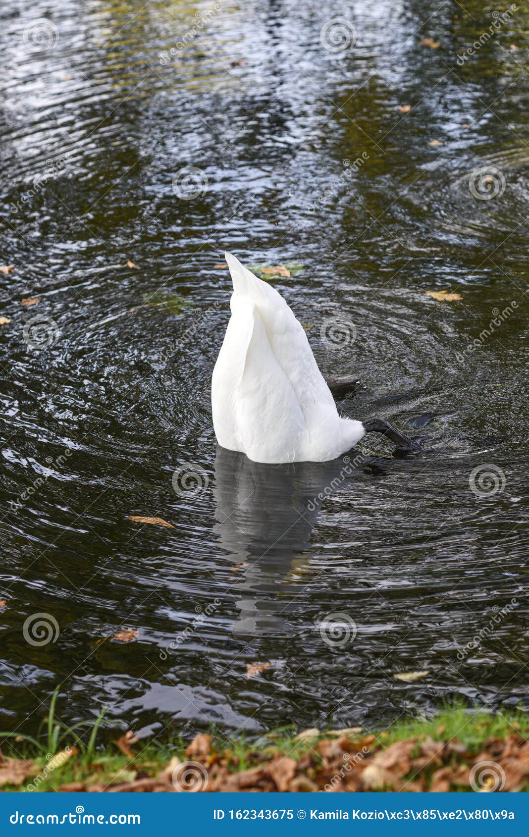 Swan diving in the water stock image. Image of nature - 162343675