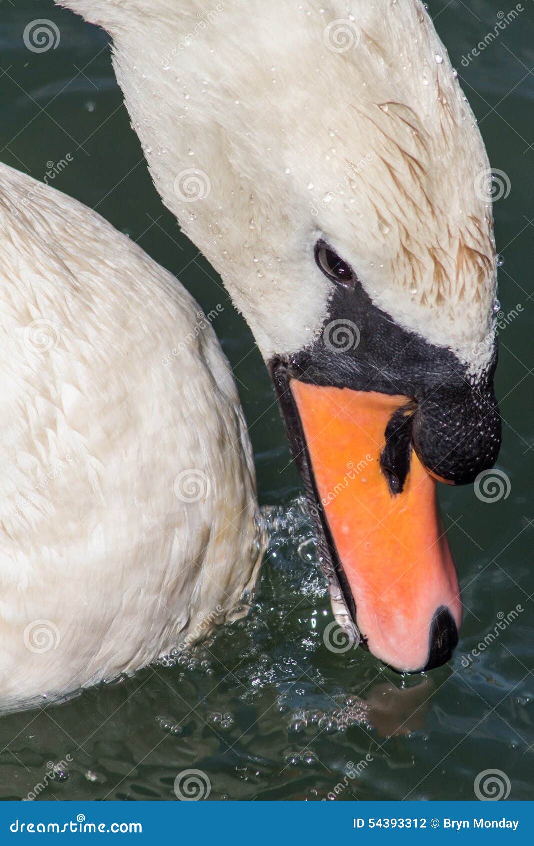 Swan Drinking stock photo. Image of water, swan, drinking - 54393312