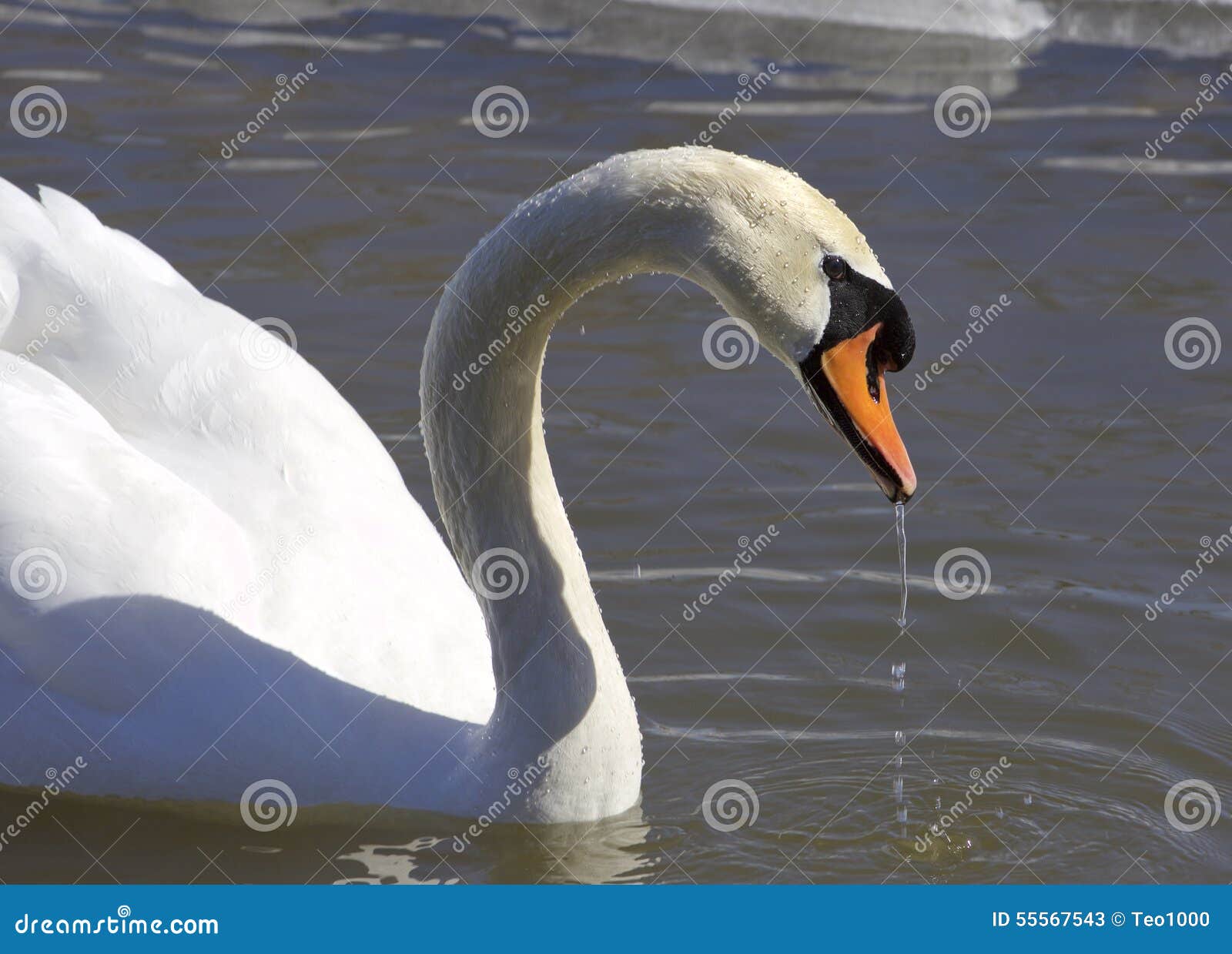 The Swan is Drinking the Water Stock Image - Image of neck, bill: 55567543