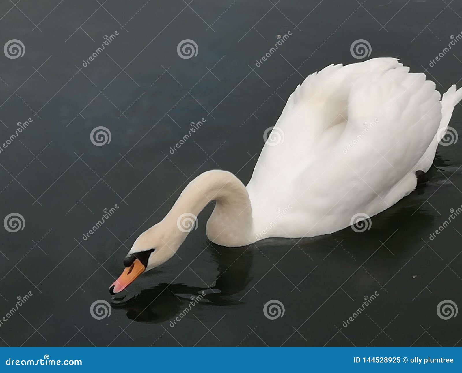 Swan drinking stock image. Image of birds, swan, water - 144528925