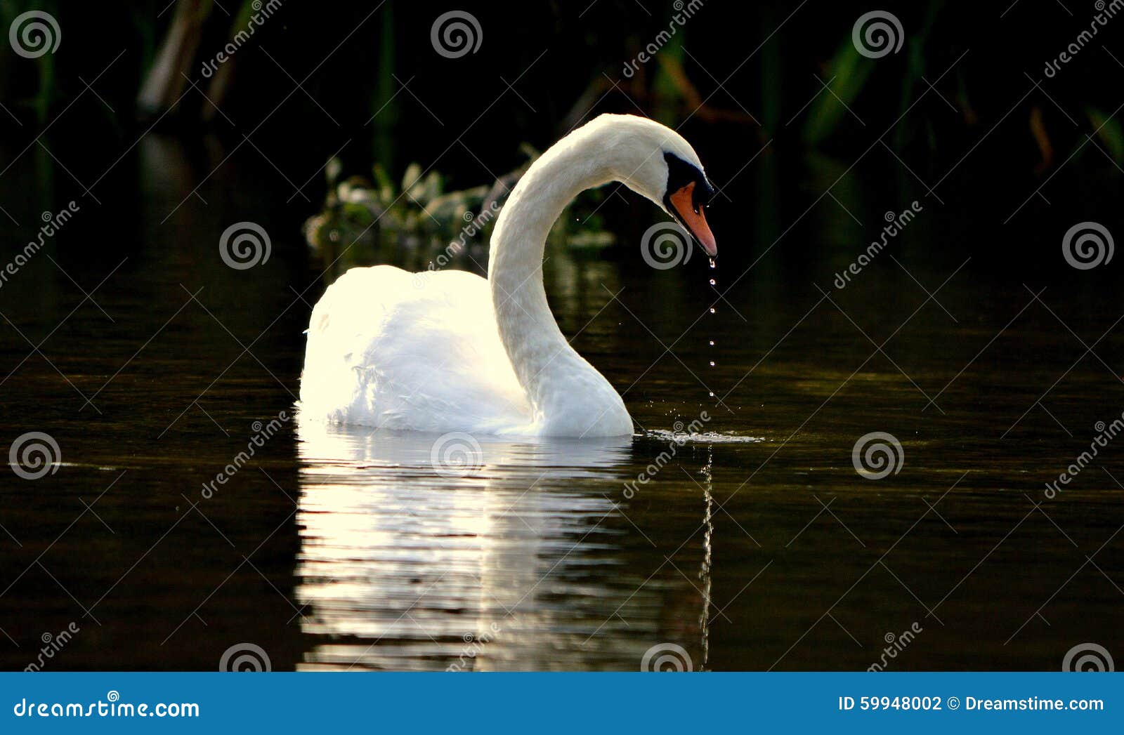 Swan Droplets stock photo. Image of swans, animal, working - 59948002