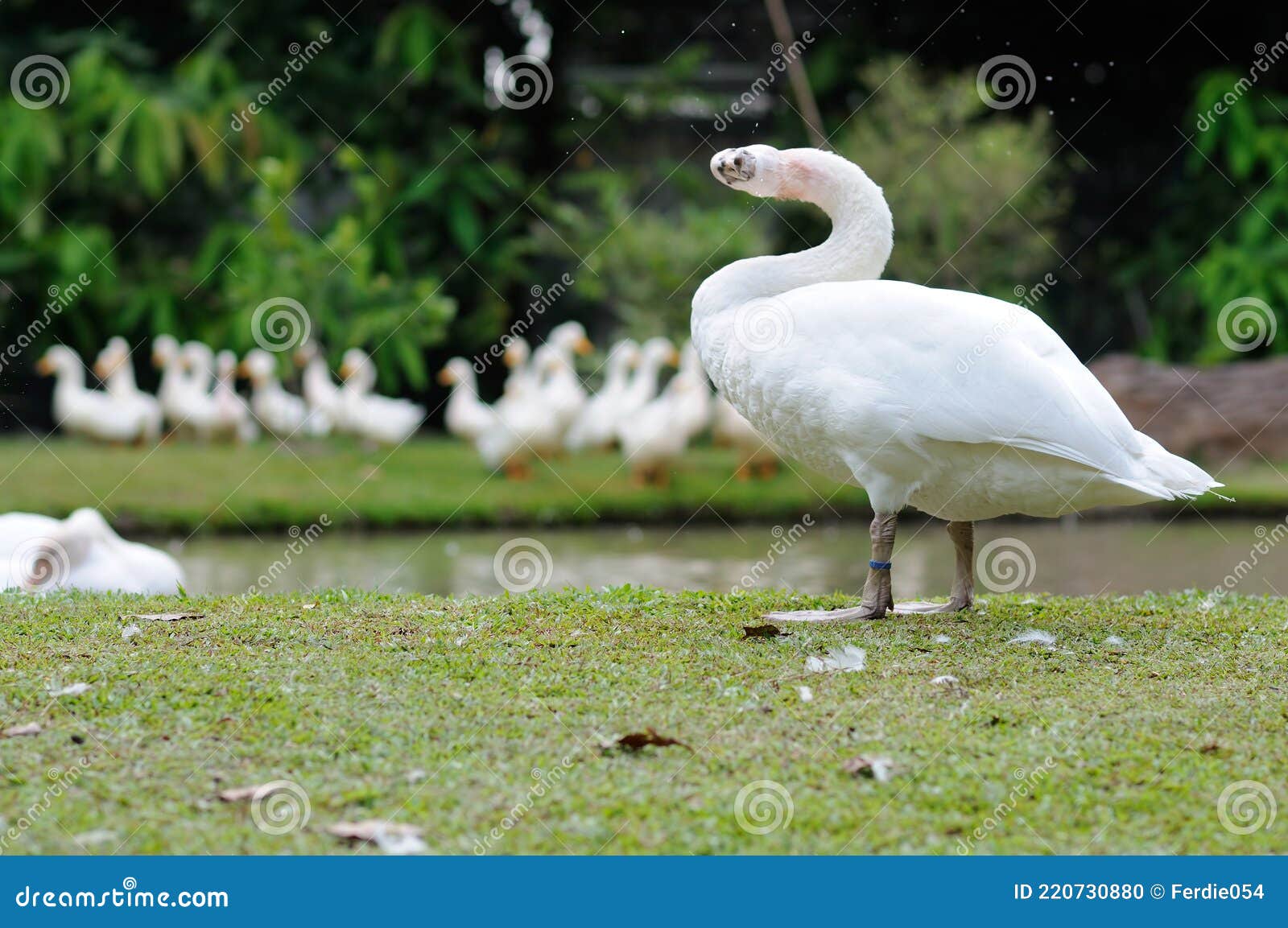 A Swan Drying Itself stock photo. Image of flock, cygnus - 220730880