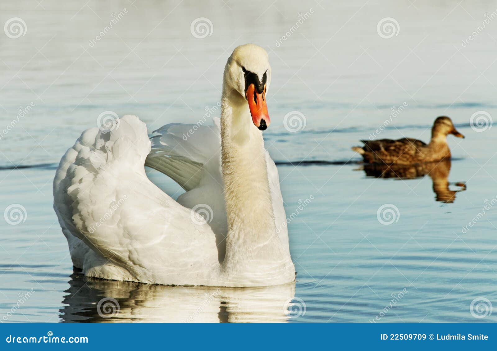 Swan and duck. stock image. Image of plumage, ripple - 22509709