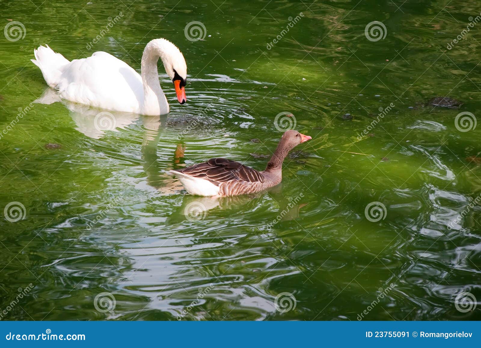 Swan and duck stock image. Image of duck, animals, neck - 23755091
