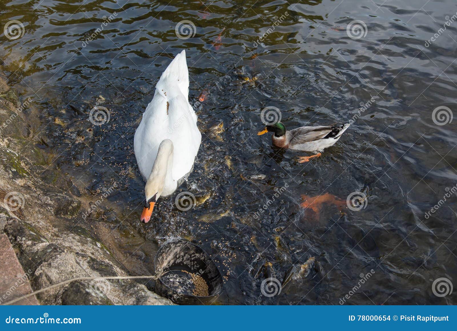 Swan Duck and Fish Eating on the Water. Stock Photo - Image of male ...