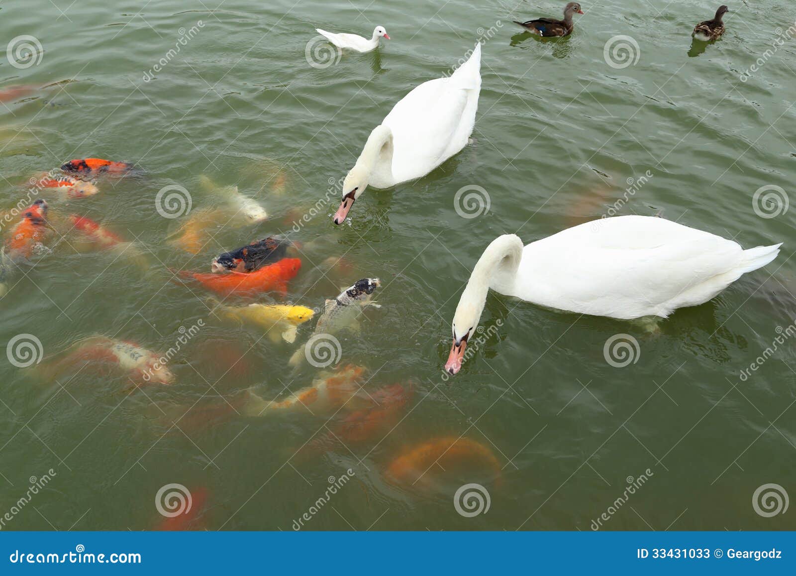 Swan With Koi Fish Swimming In Pond Royalty-Free Stock Photography ...