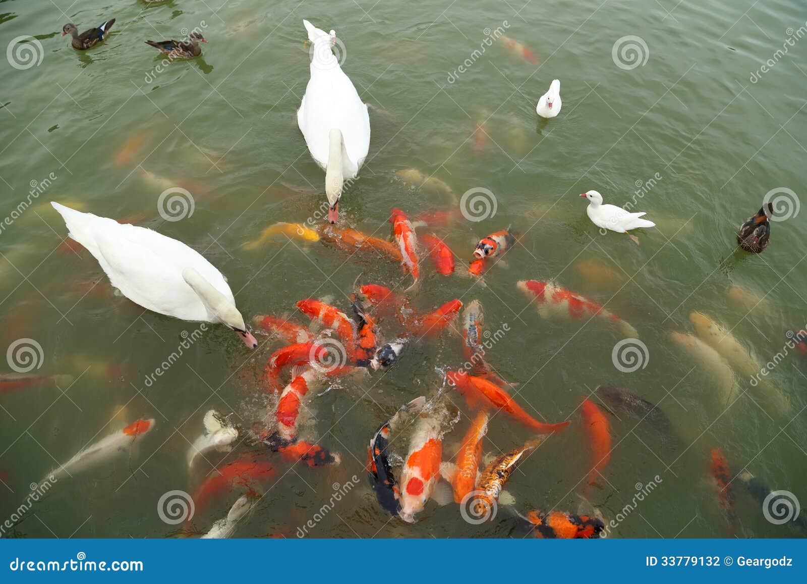 Swan With Koi Fish Swimming In Pond Royalty-Free Stock Photography ...