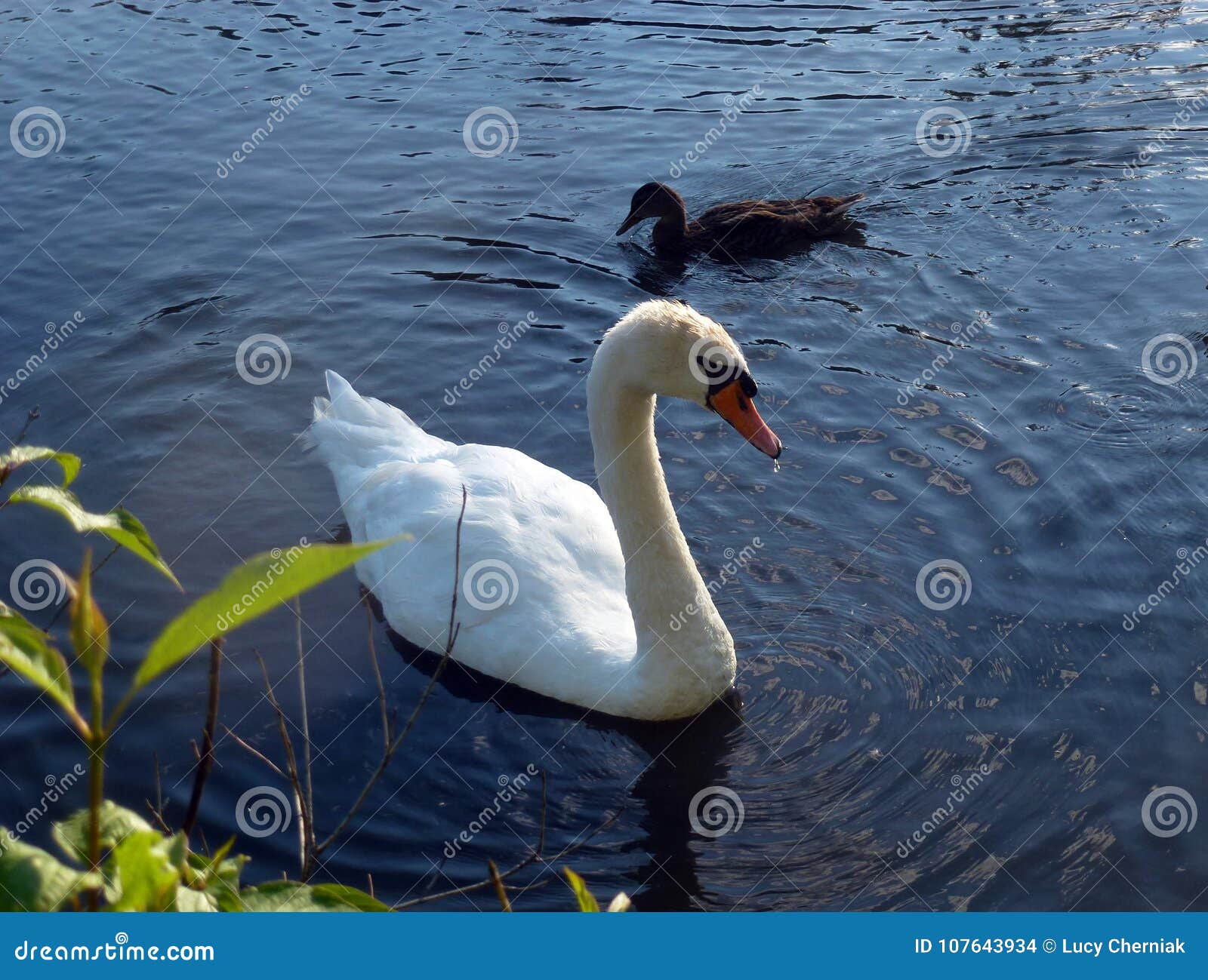 The Swan and the duck stock photo. Image of outdoor - 107643934