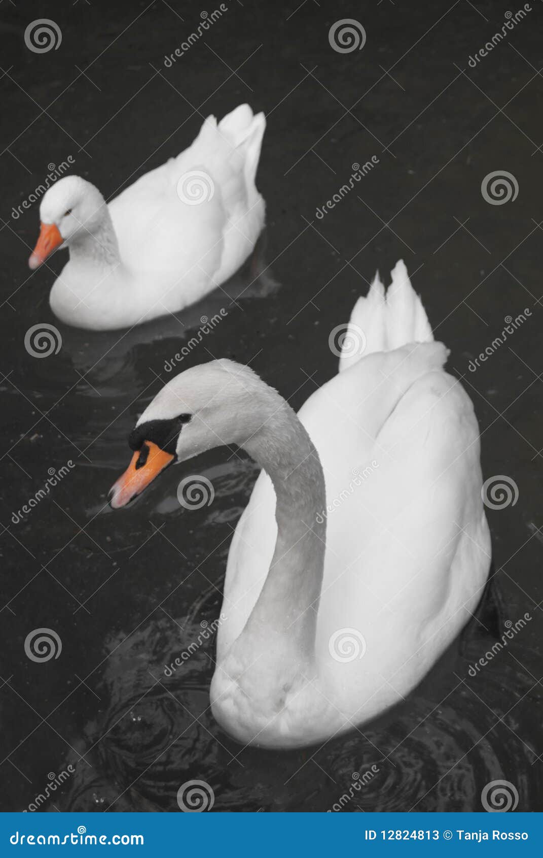 Swan and duckling stock image. Image of ugly, winter - 12824813