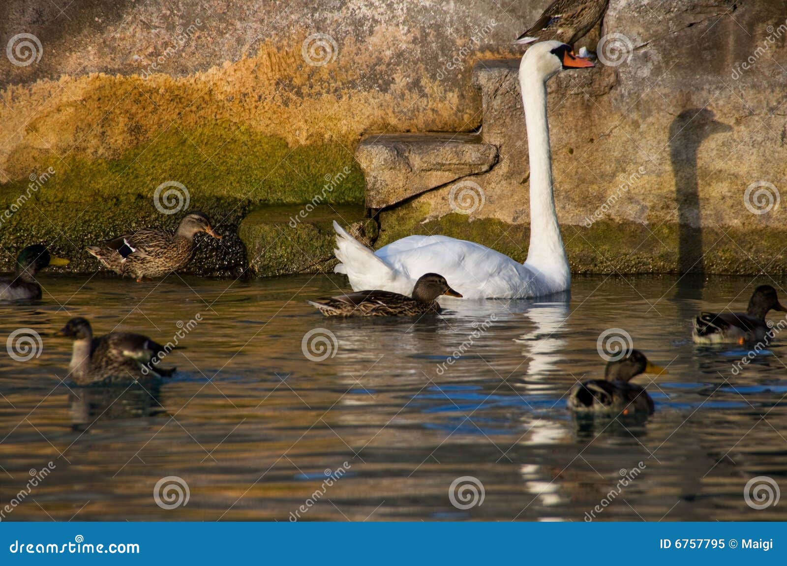 Swan and ducks stock image. Image of reflection, swim - 6757795