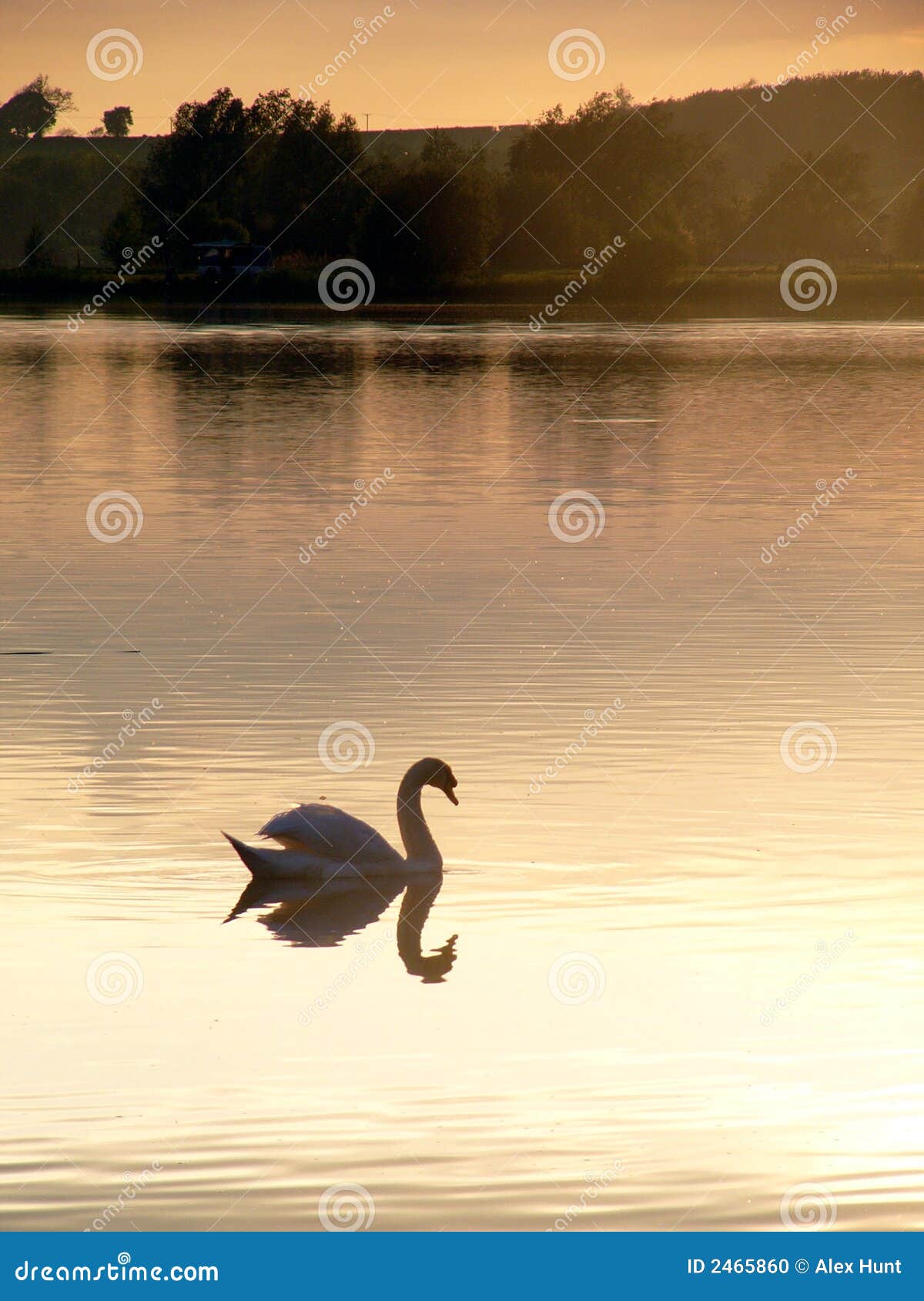 Swan at Dusk stock photo. Image of keynes, blackhorse - 2465860