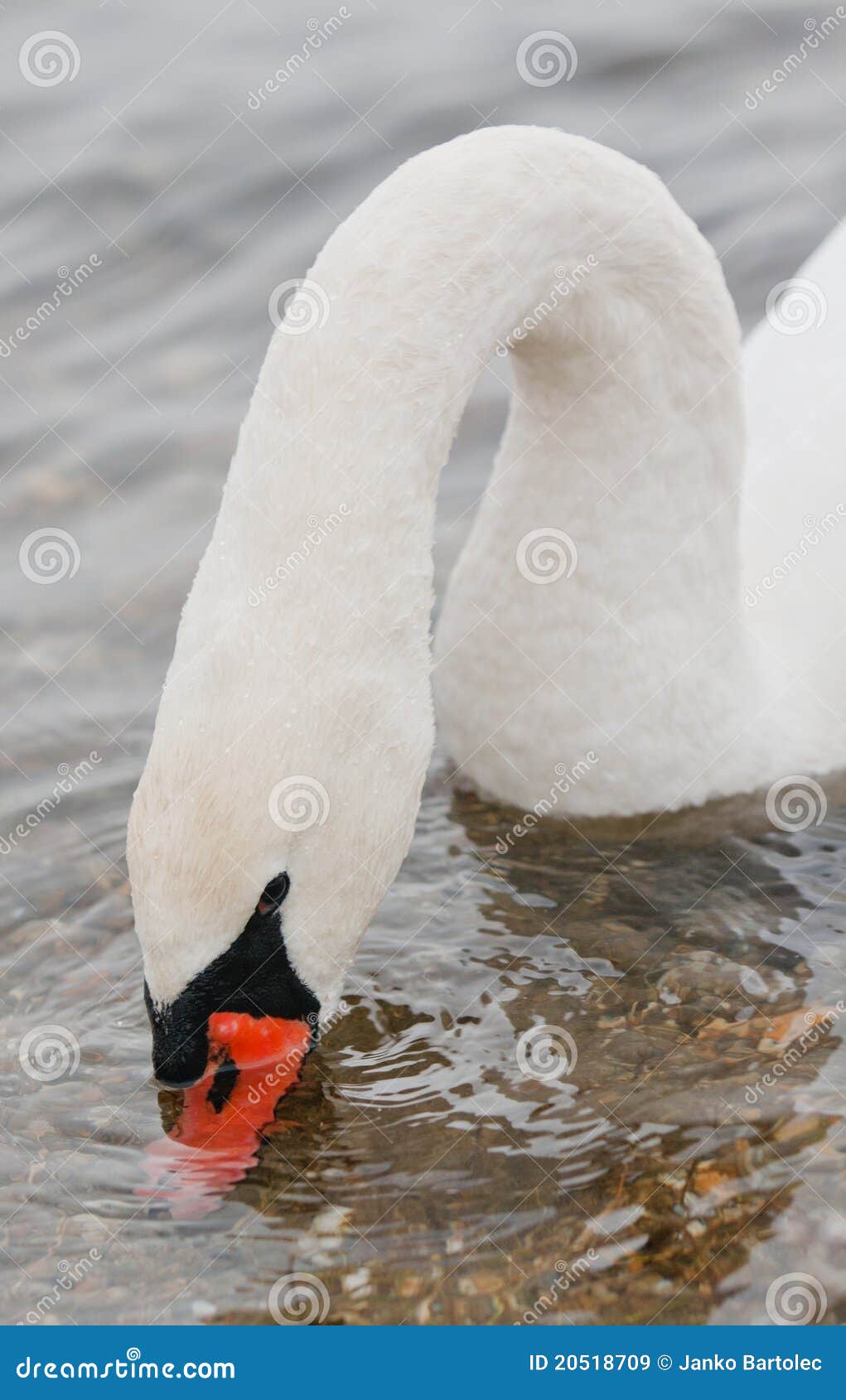 Swan eating stock image. Image of drinking, river, winter - 20518709