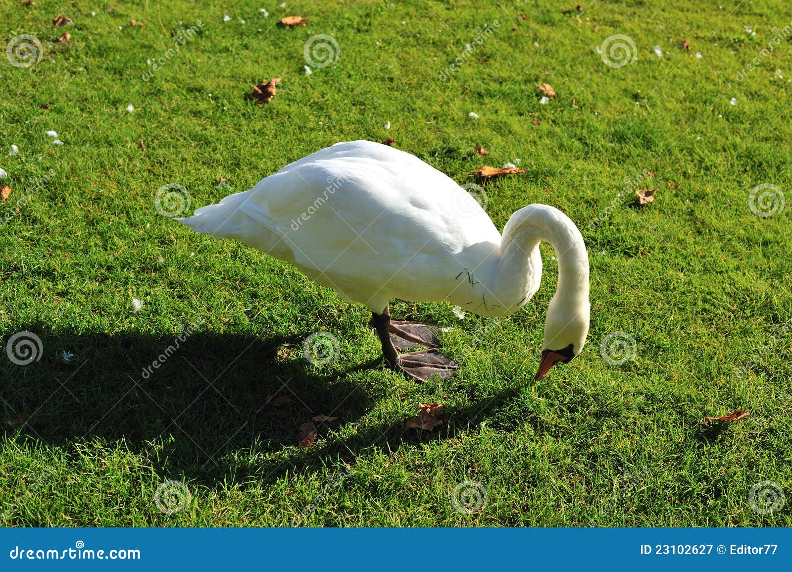 Swan eating grass stock image. Image of cygnus, wild - 23102627