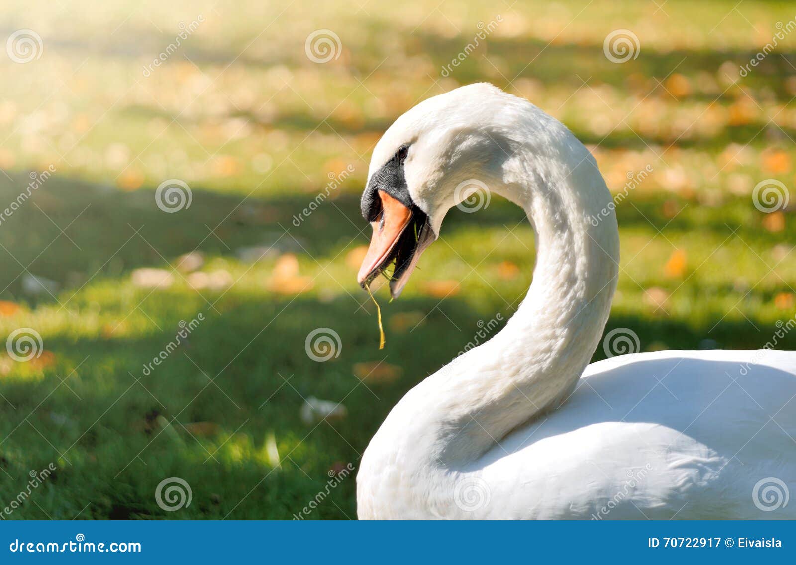 A Swan Is Eating Royalty-Free Stock Photography | CartoonDealer.com ...